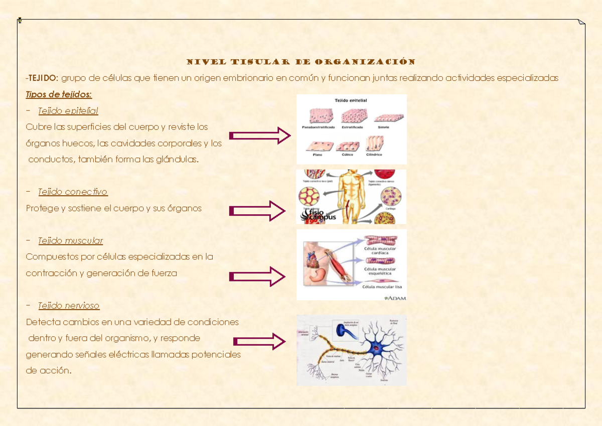 Nivel tisular de organización 1 - Nivel tisular de organización TEJIDO ...