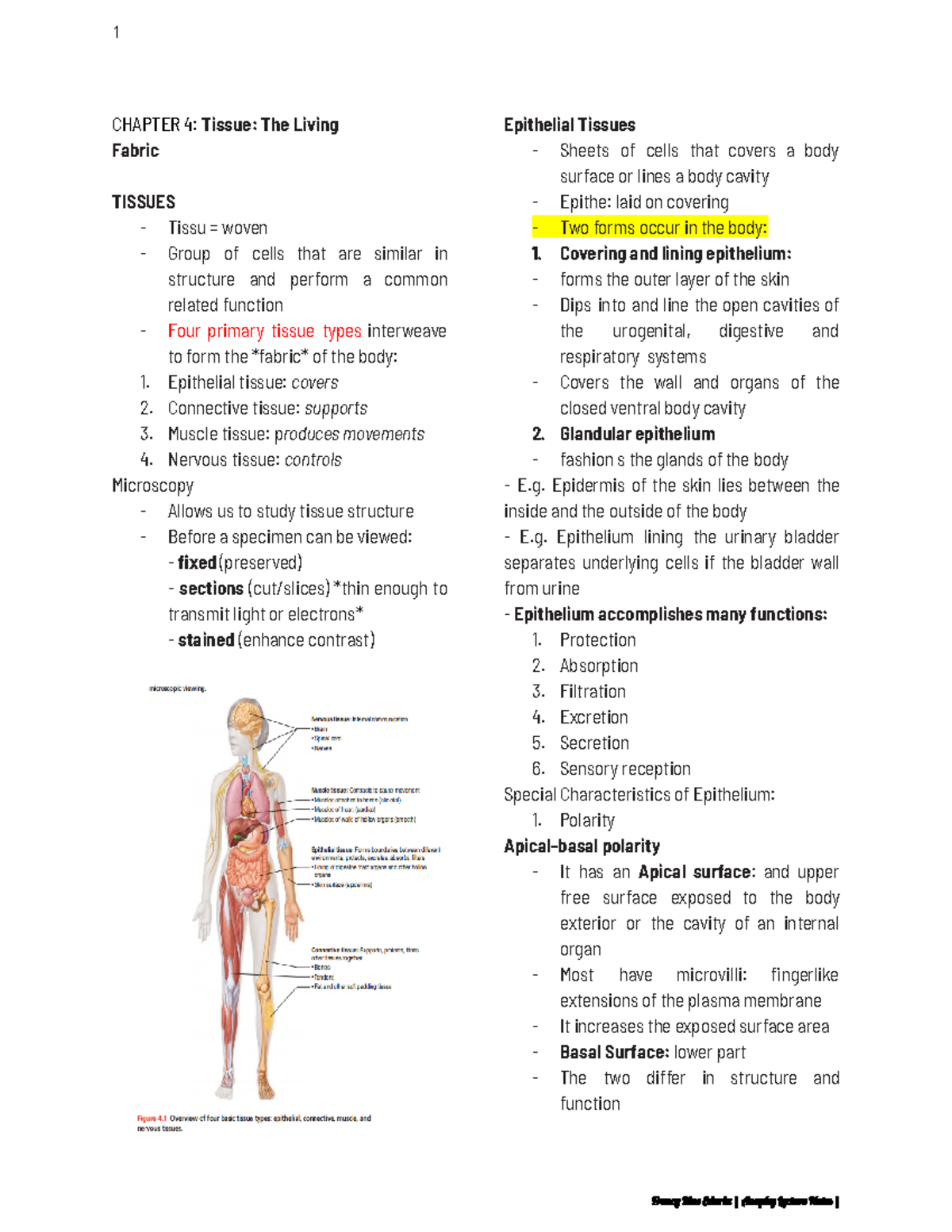 Anaphy Tisssues and Integumentary System - CHAPTER 4: Tissue: The ...