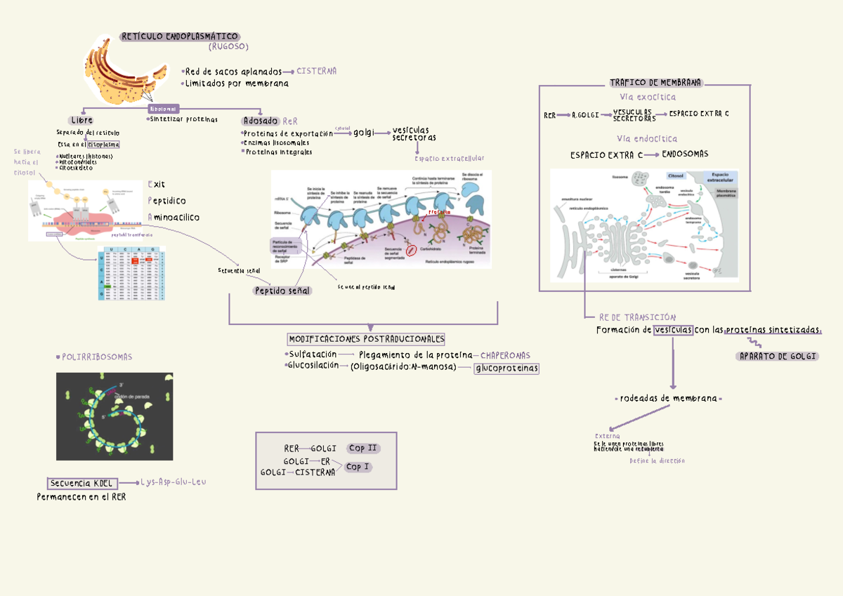 RER(retículo endoplasmatico rugoso) - RETÍCULO ENDOPLASMÁTICO (RUGOSO ...