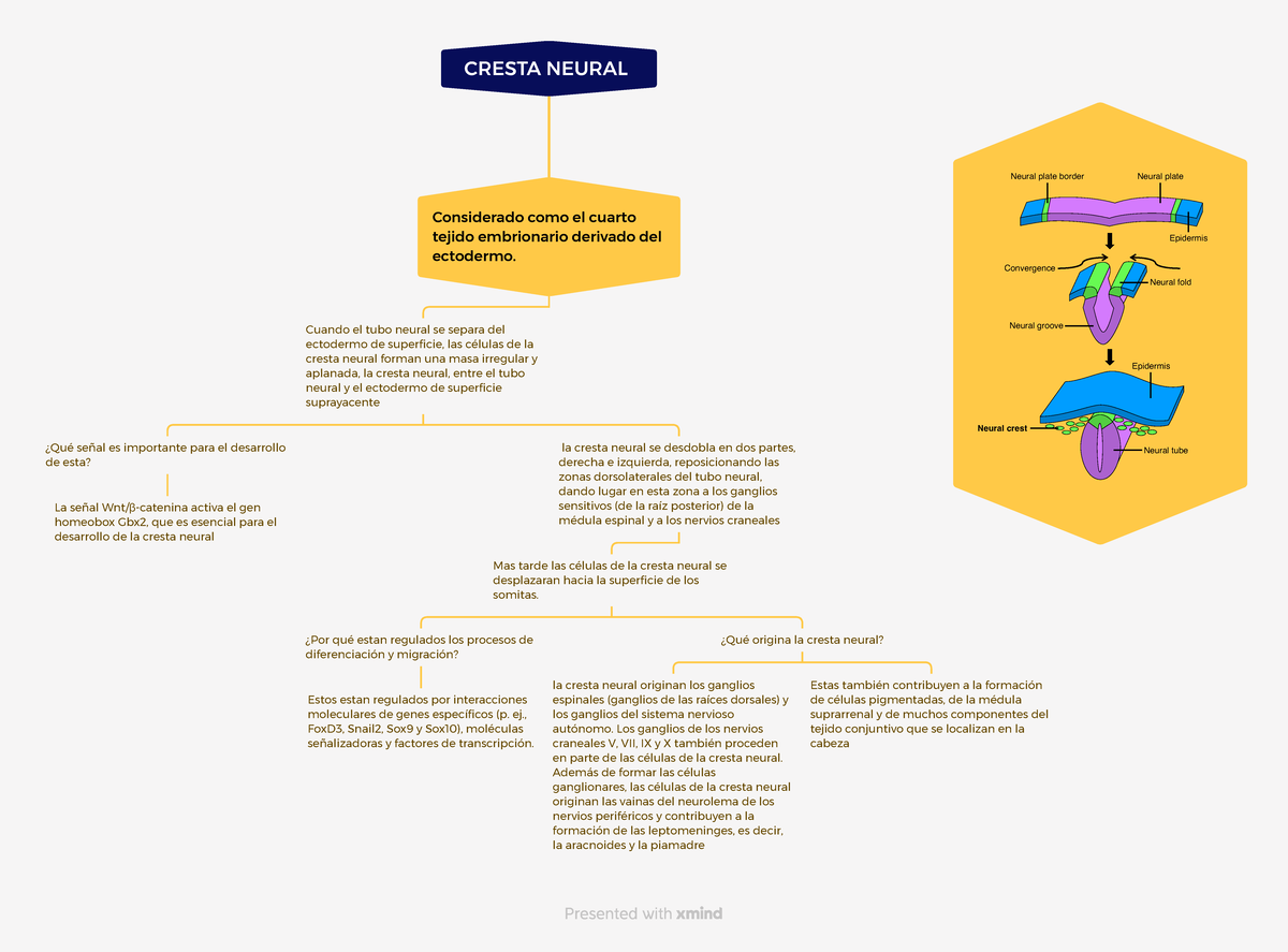 Embriología - Apuntes de embriologia - CRESTA NEURAL Considerado como ...