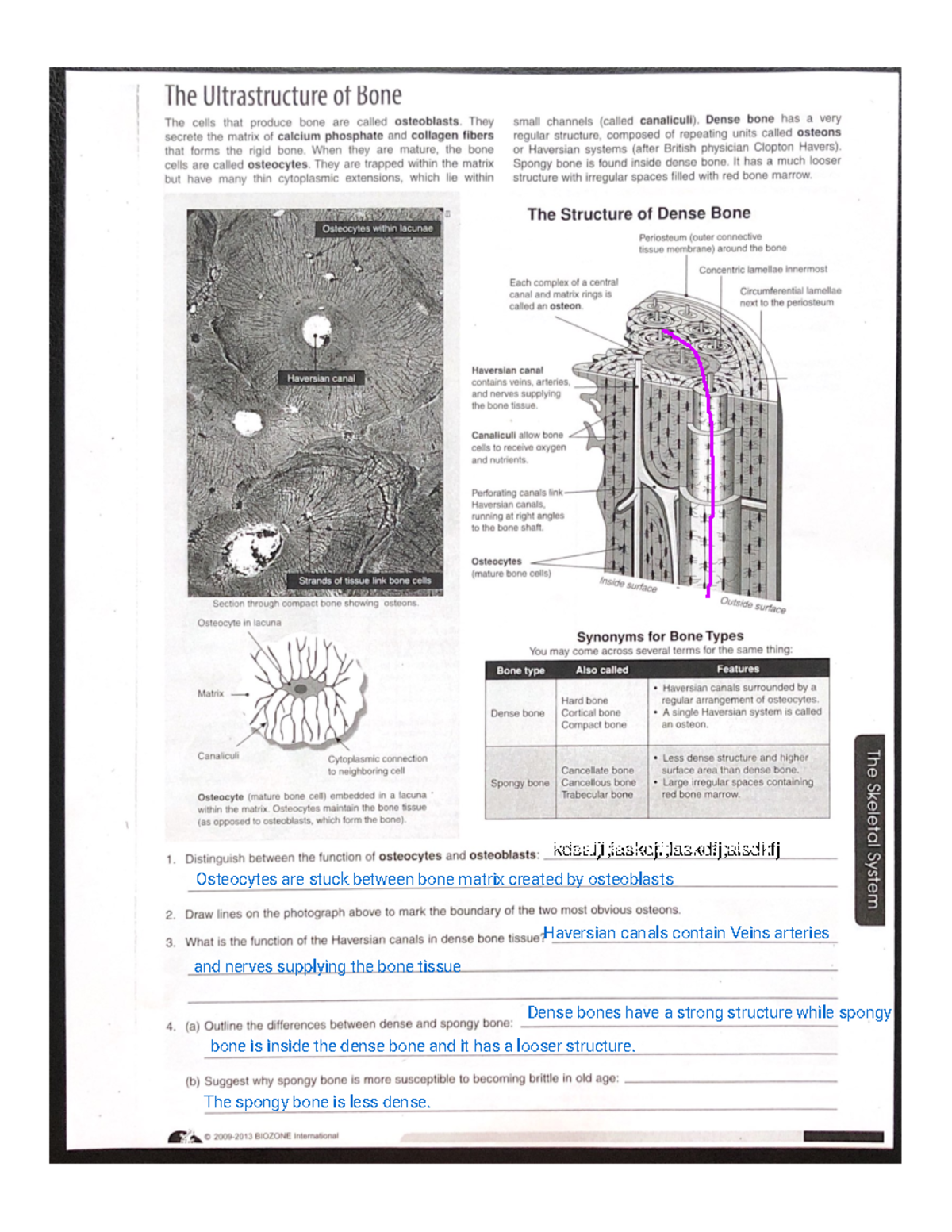 Kami Export - Vianeyd Morales Ramirez - The Ultrastructure of Bone - GDM 341 - - Studocu