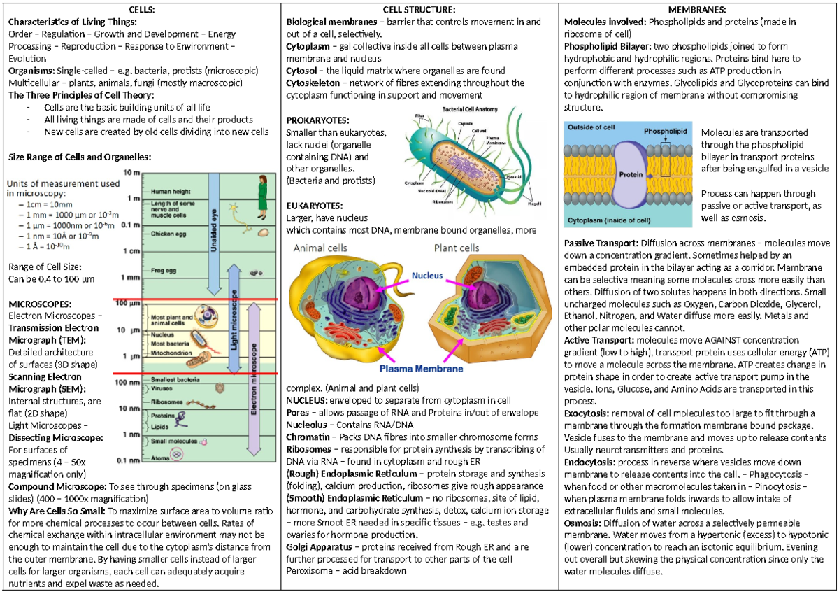 BIO92F Test sheet 2 - Summary of Second Lecture Block - CELLS ...