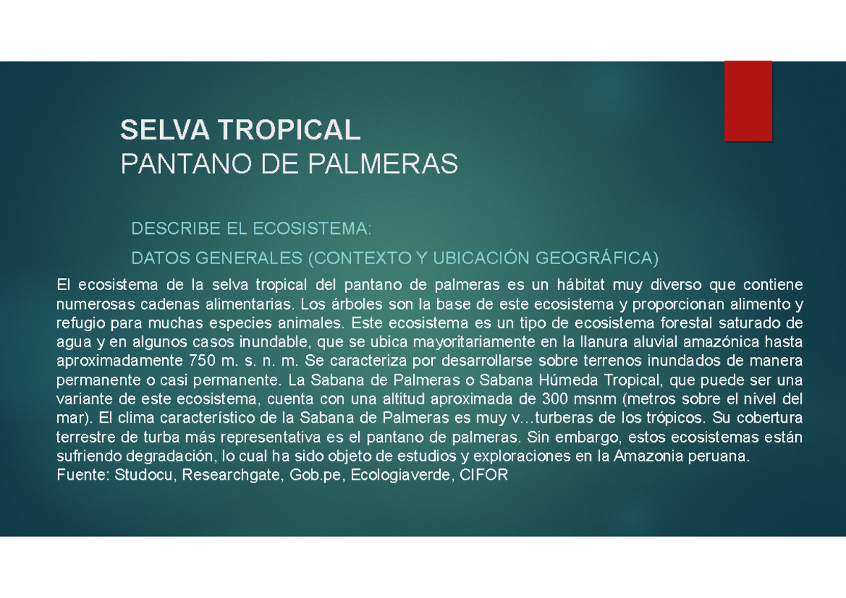Selva Tropical - SELVA TROPICAL PANTANO DE PALMERAS DESCRIBE EL ...