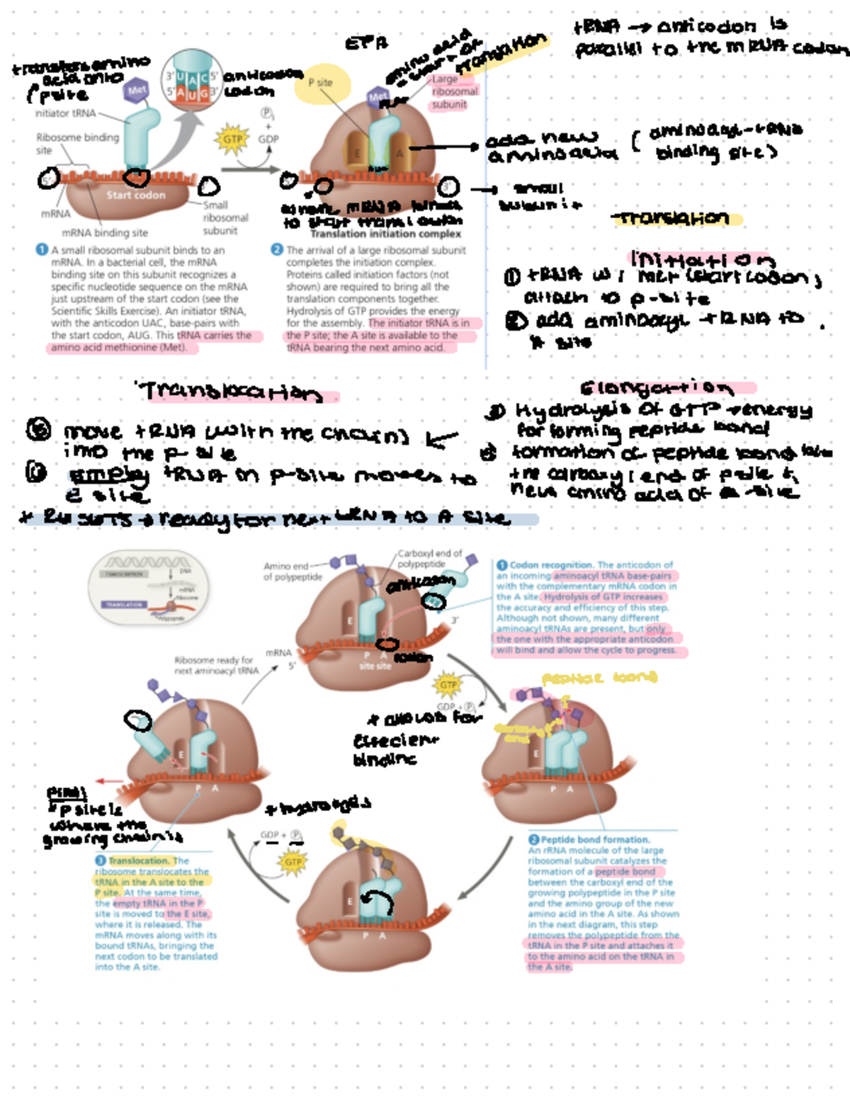 Tutoring - DNA Translation - tRNA → anticodon is EPA gift parallel to ...