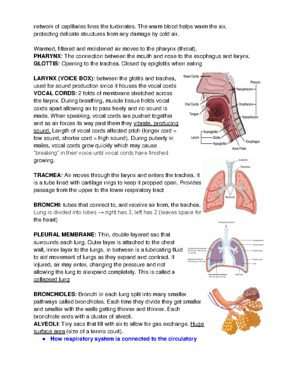 Quiz Review-Chapter 11 Respiratory System PART 3 - network of ...