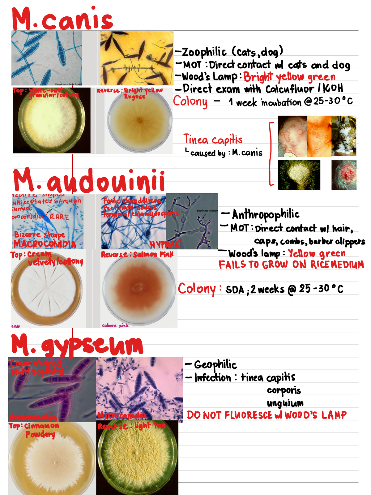 Mycology and Virology - M canis (cats,dog) Direct contact wl cats and ...