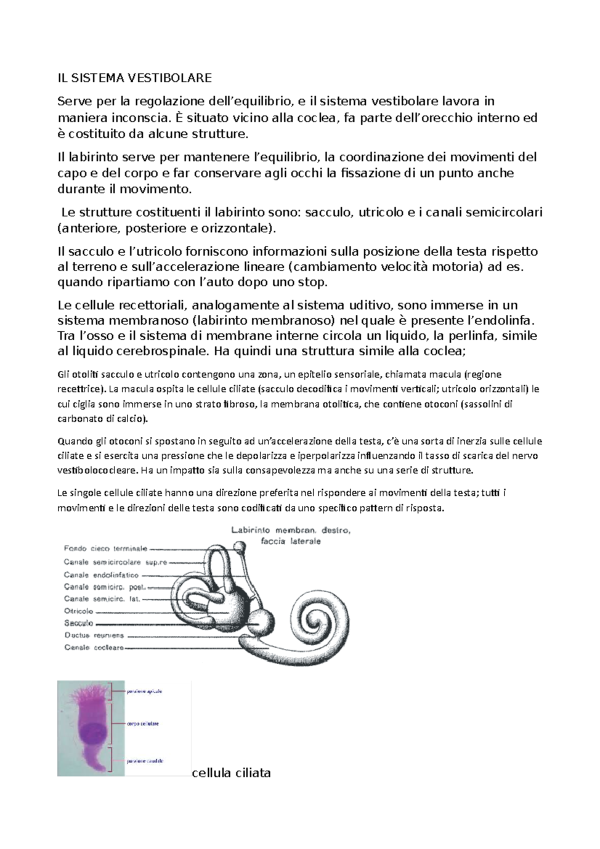 Sistema vestibolare - È situato vicino alla coclea, fa parte dell ...