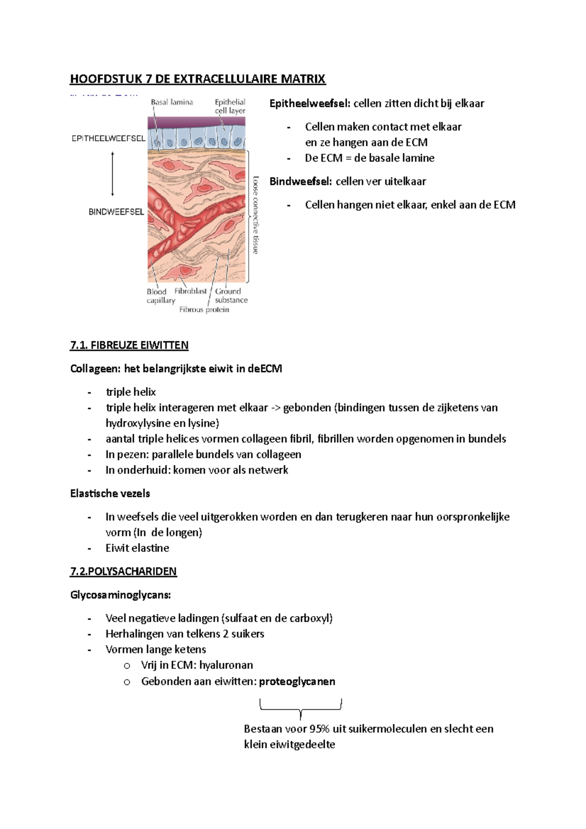 Hoofdstuk 7 extracellulaire matrix - HOOFDSTUK 7 DE EXTRACELLULAIRE ...