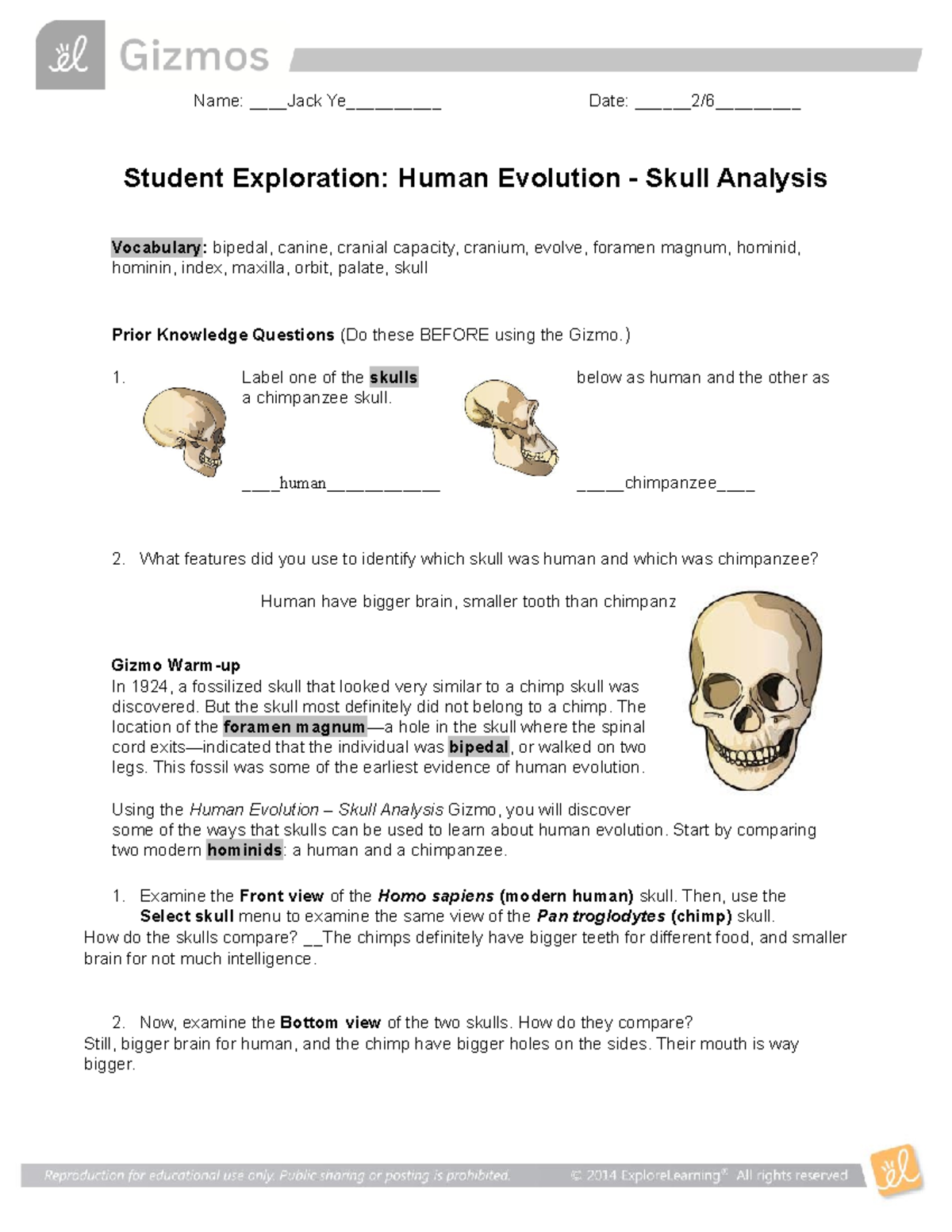 465196068-Human Evolution Student Exploration-docx - Name: Jack Ye ...