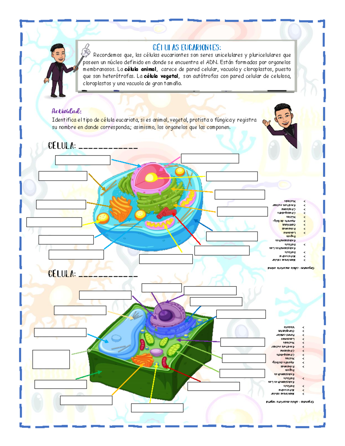 Actividad Células Eucariotas - Identifica el tipo de cÈlula eucariota ...