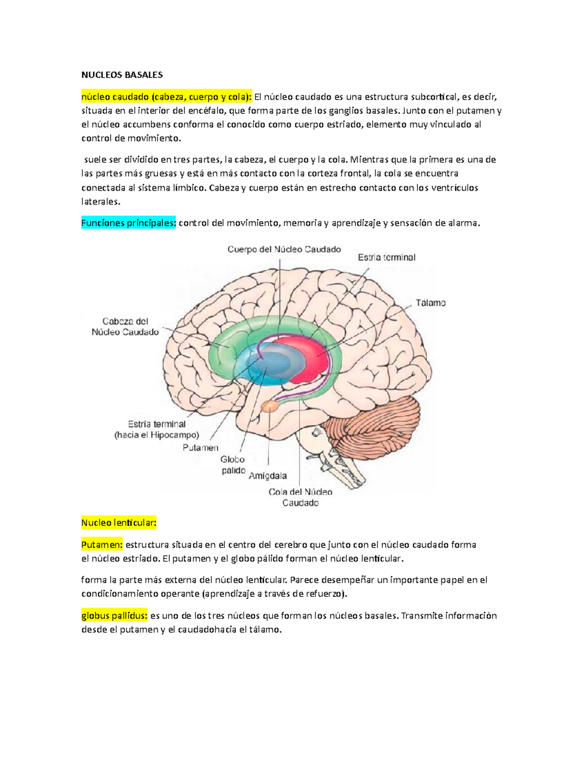 Nucleos Basales - Resumen Anatomía humana - NUCLEOS BASALES núcleo ...