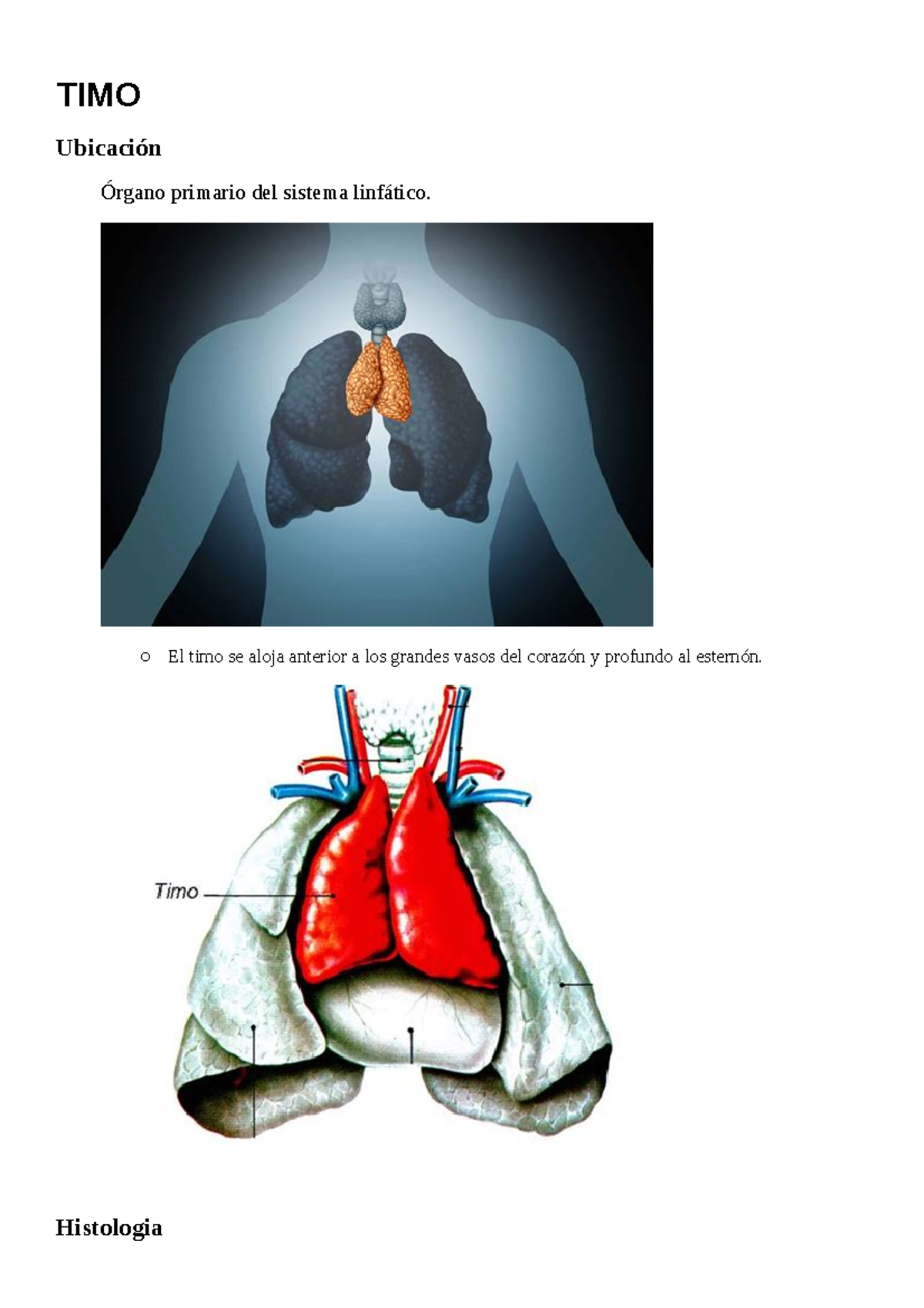 TIMO - datos breves del timo - TIMO Ubicación Órgano primario del sistema linfático. El timo se ...
