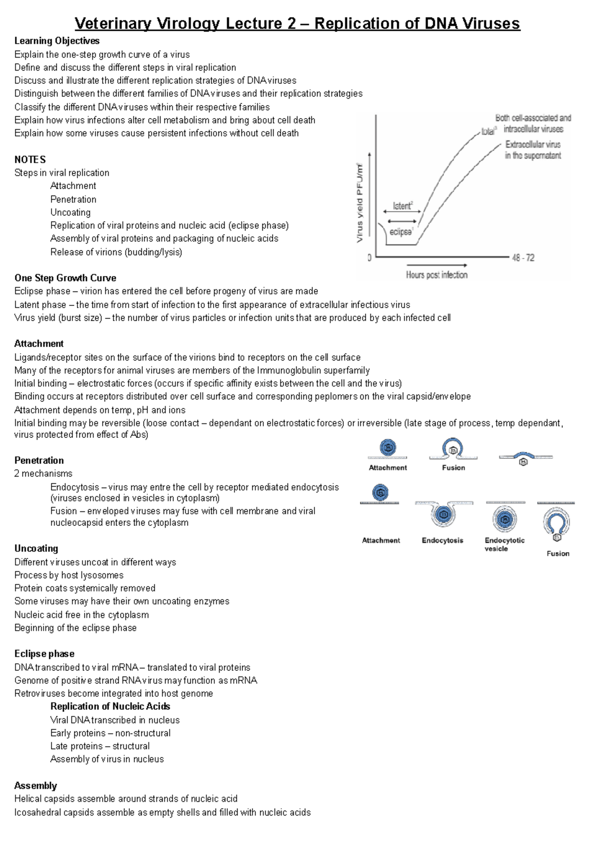 Veterinary Virology Lecture 2 – Replication of DNA Viruses - Veterinary ...