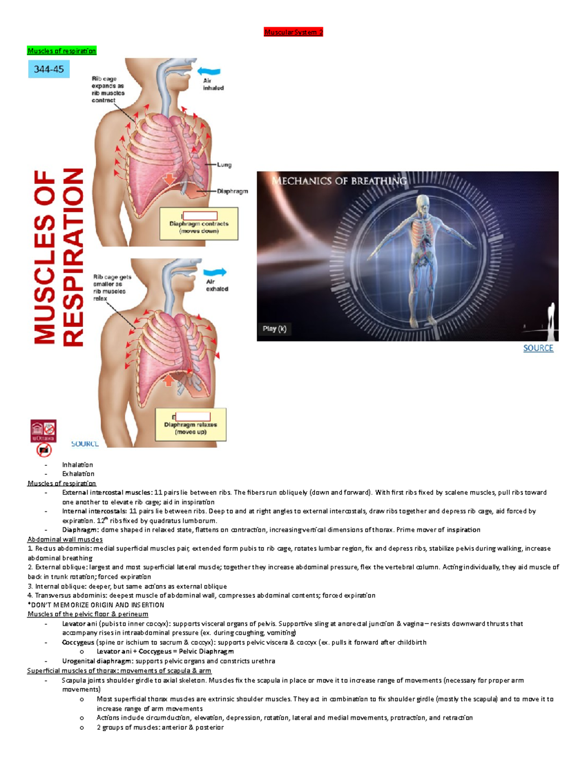 LEC 8 Muscular System 2 - ANP1106 with Feiner, lecture notes & textbook ...