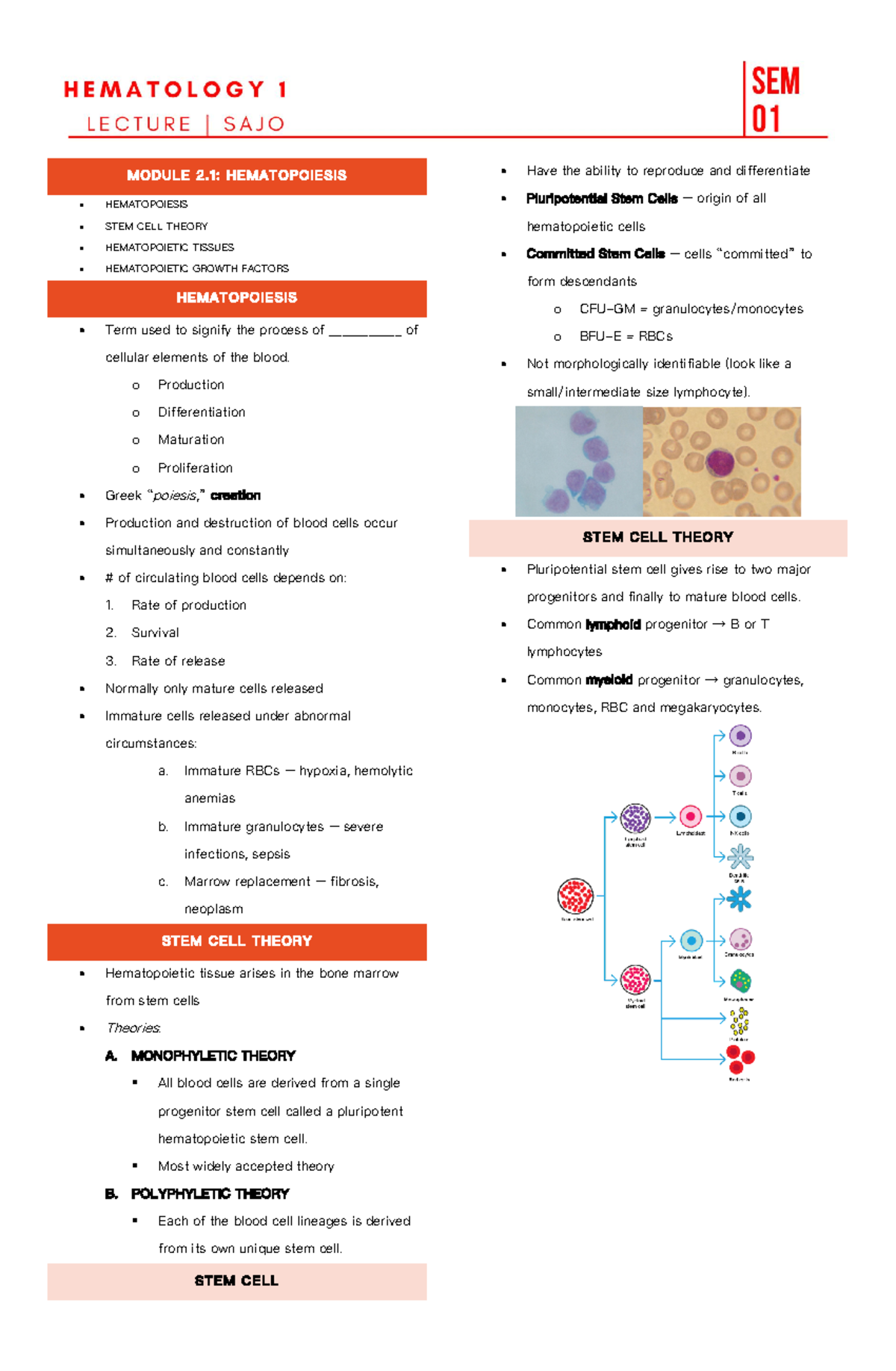 Copy of Module 2 - notes - MODULE 2: HEMATOPOIESIS HEMATOPOIESIS STEM ...