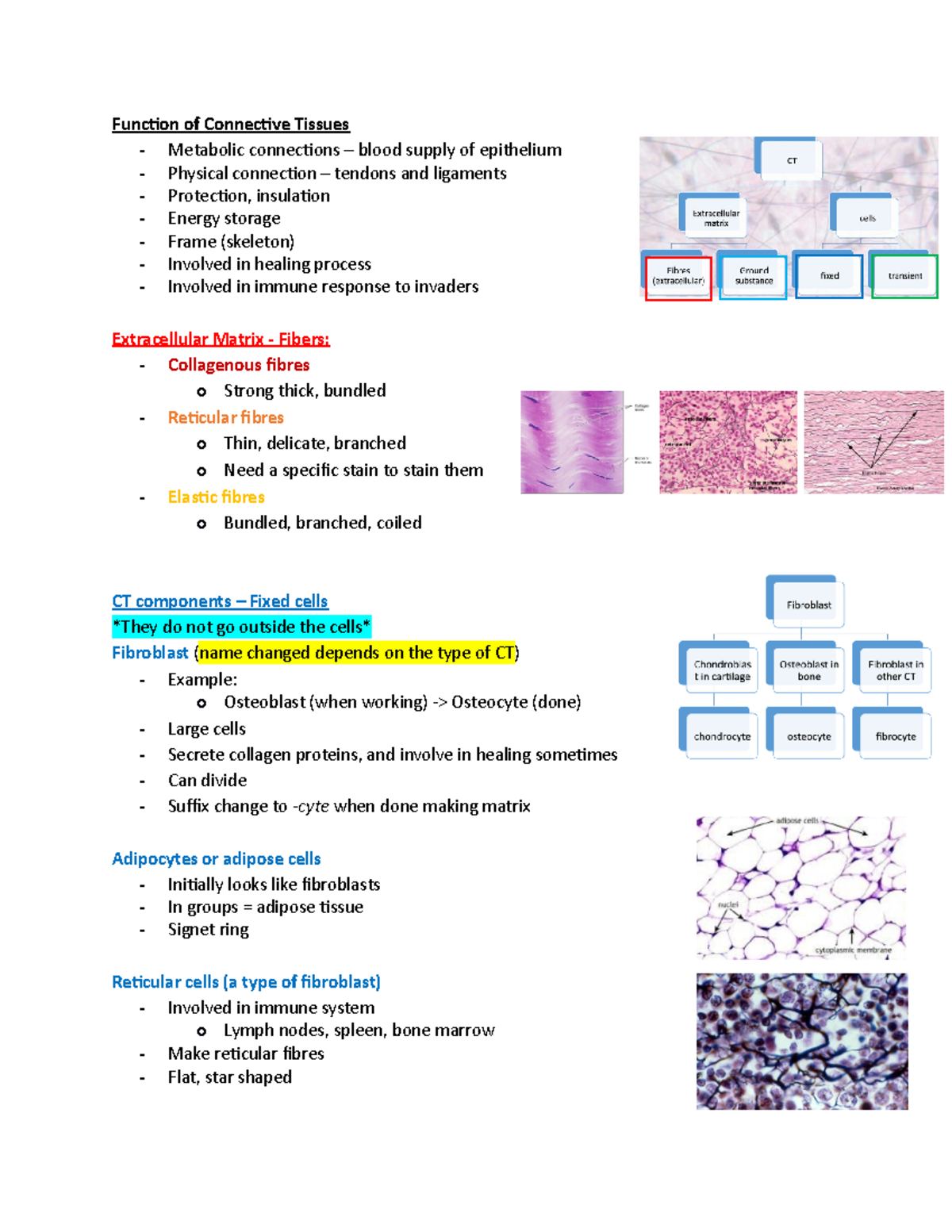 L4 Function of Connective Tissues - Function of Connective Tissues ...