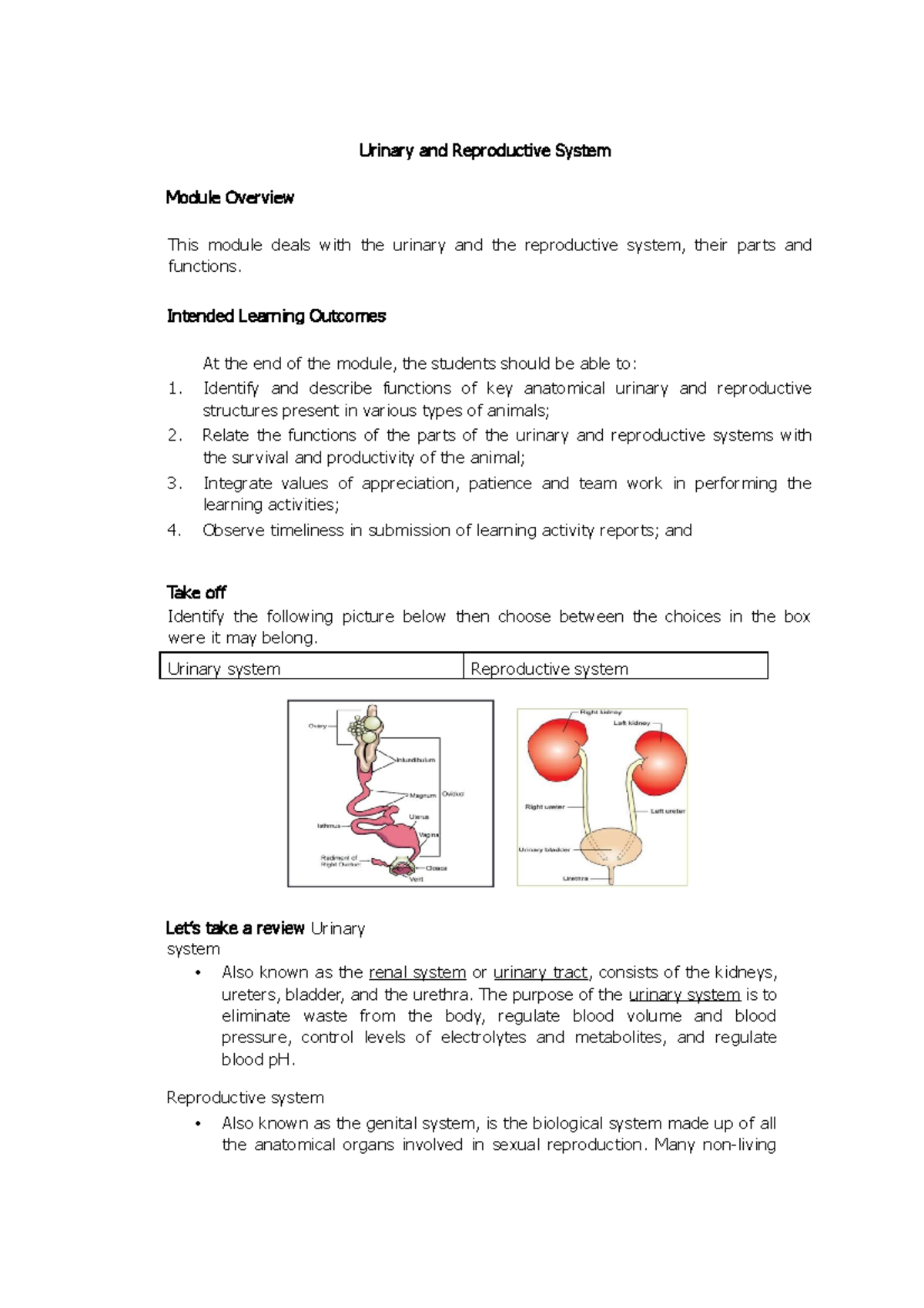 Urinary and Reproductive System - Urinary and Reproductive System ...