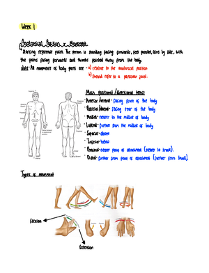 Lower Limb - Week 9 Thelowerlimbum functions ofthe lowerlimb Support ...