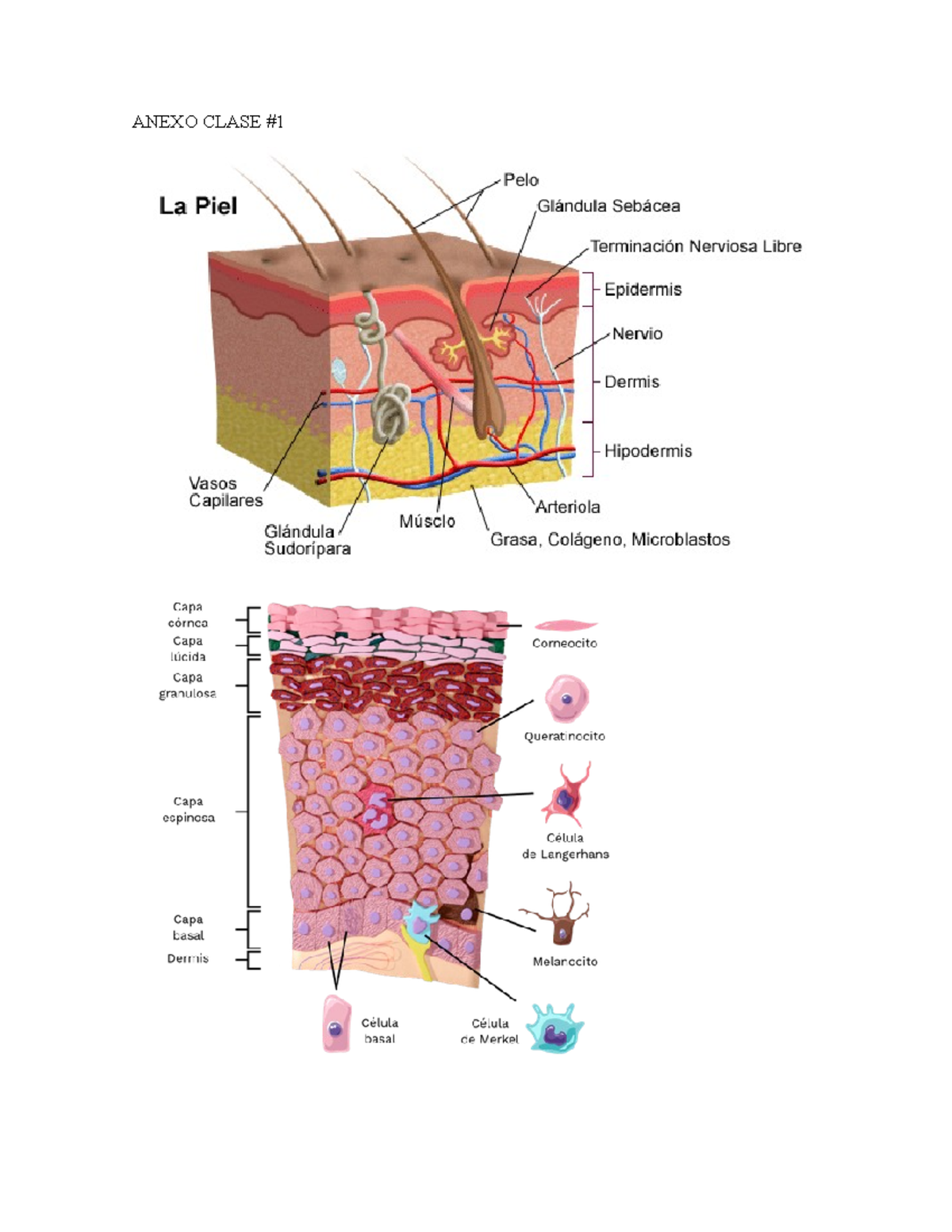 Imprimir a color 2 - Apuntes - Esquema de la piel en el que son ...
