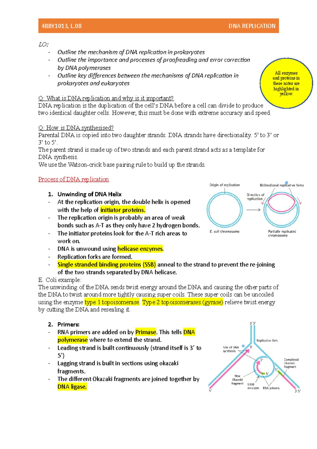 L8. DNA replication - Lecture notes 8 - LO: _- Outline the mechanism of ...
