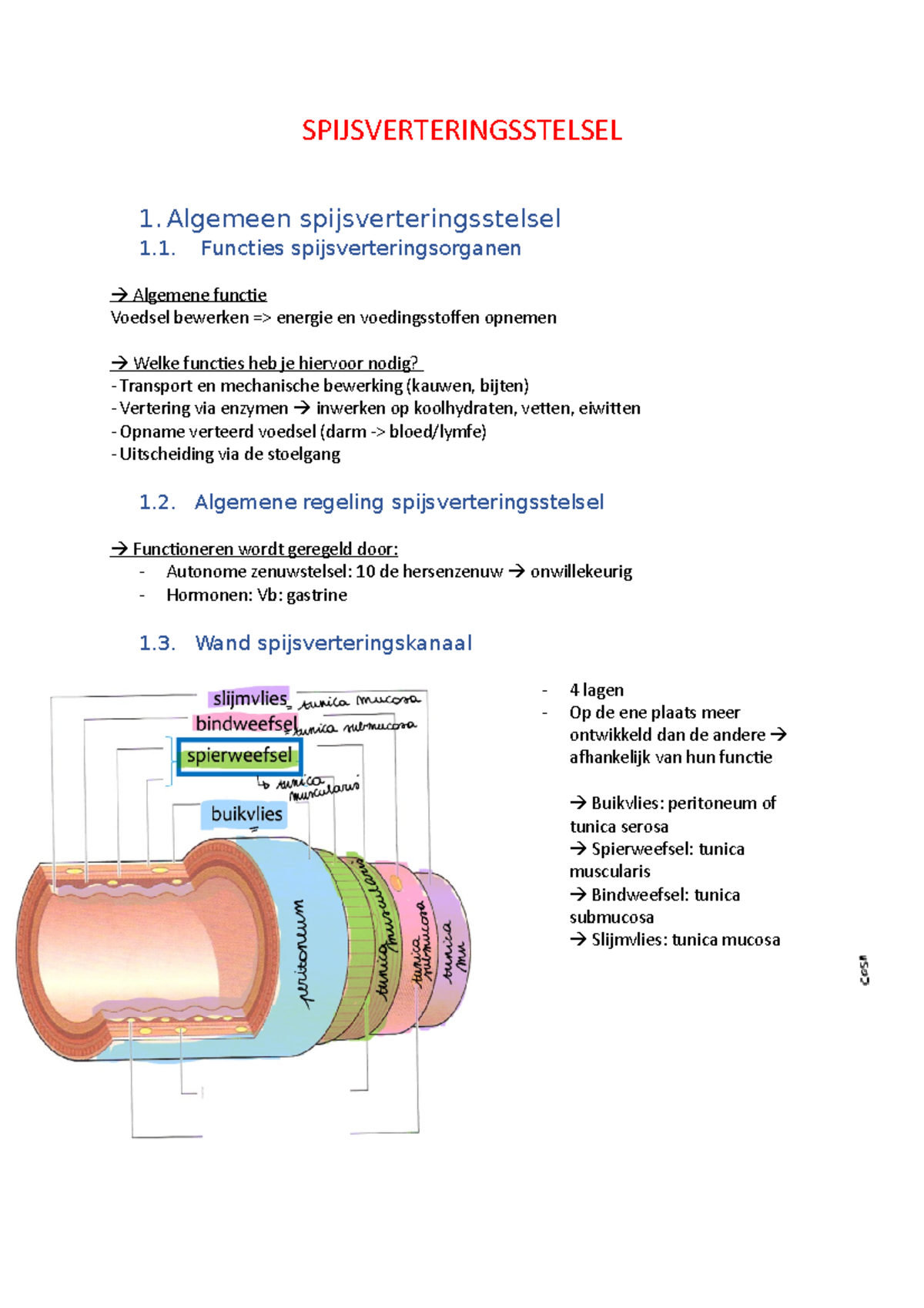 Spijsverteringsstelsel - SPIJSVERTERINGSSTELSEL 1. Algemeen ...