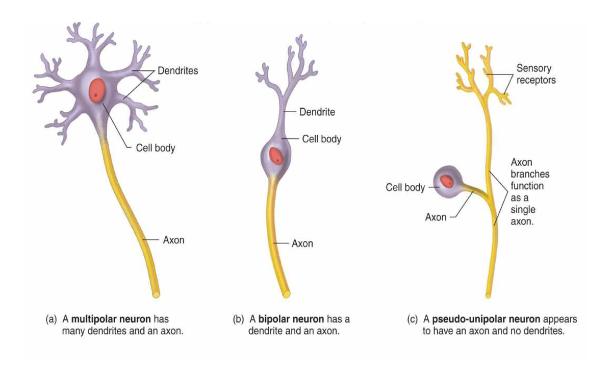 Anaphy-Draw - the preliminary activities - Dendrites Sensory receptors ...