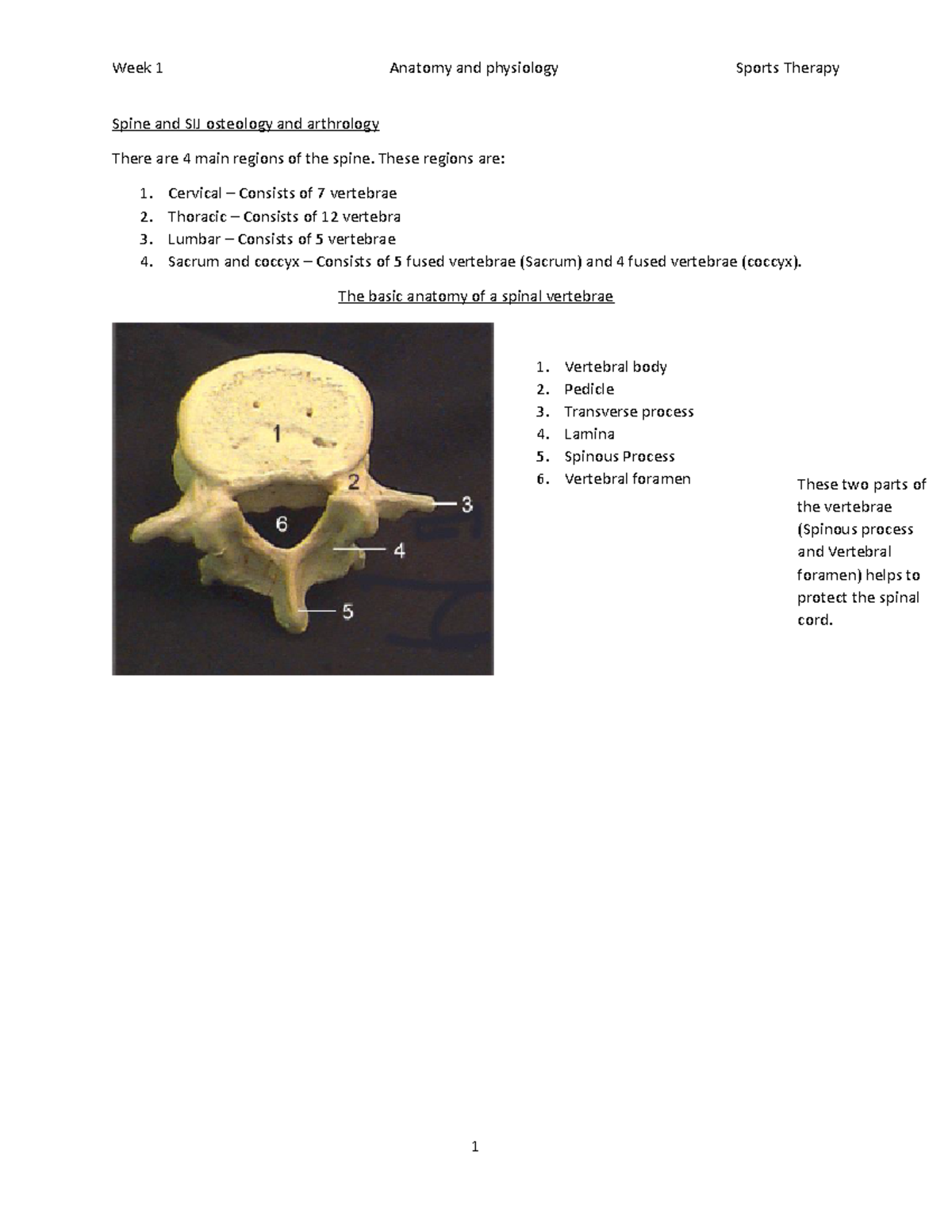 Spine and SIJ osteology and arthrology (Notes) - Week 1 Anatomy and ...