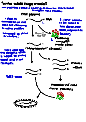 Positive ss RNA virus replication pt 2 - Positive SsRNA (single ...