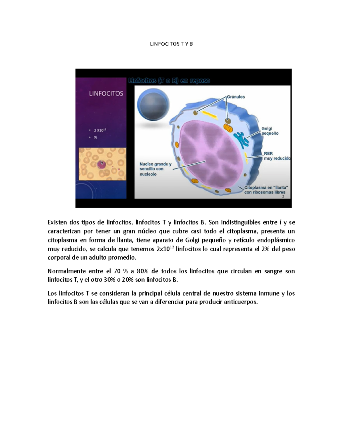 Linfocitos T Y B - LINFOCITOS T Y B Existen dos tipos de linfocitos, linfocitos T y linfocitos B ...