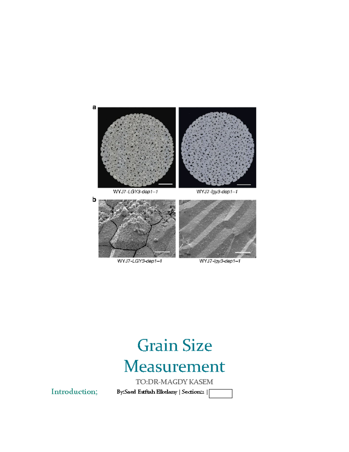 Grain size determining - Introduction; By:Saed Estftah Elkelany ...