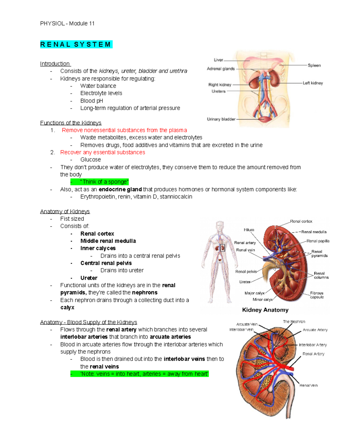 Physiol 2130 - Module 11 Renal System - R E N A L S Y S T E M ...