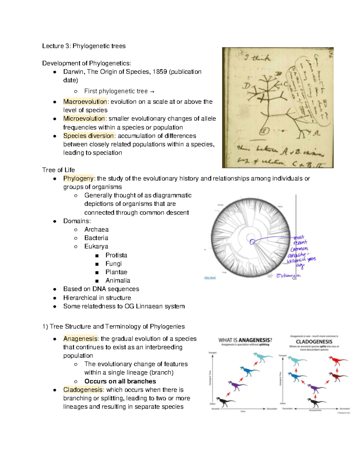 Phylogenetic Trees and Evolutionary History - Studocu