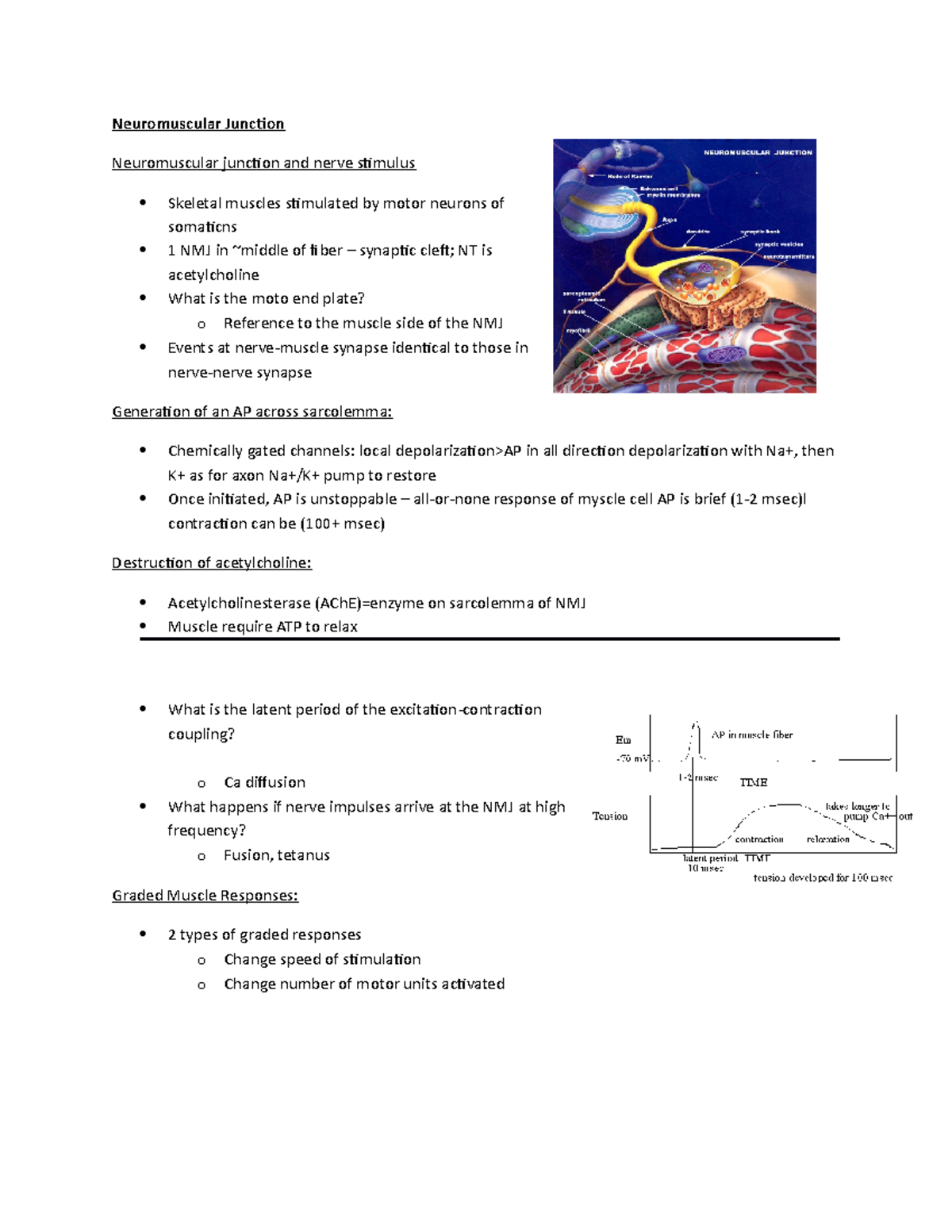 Lecture notes - neuromuscular junction - Neuromuscular Junction ...