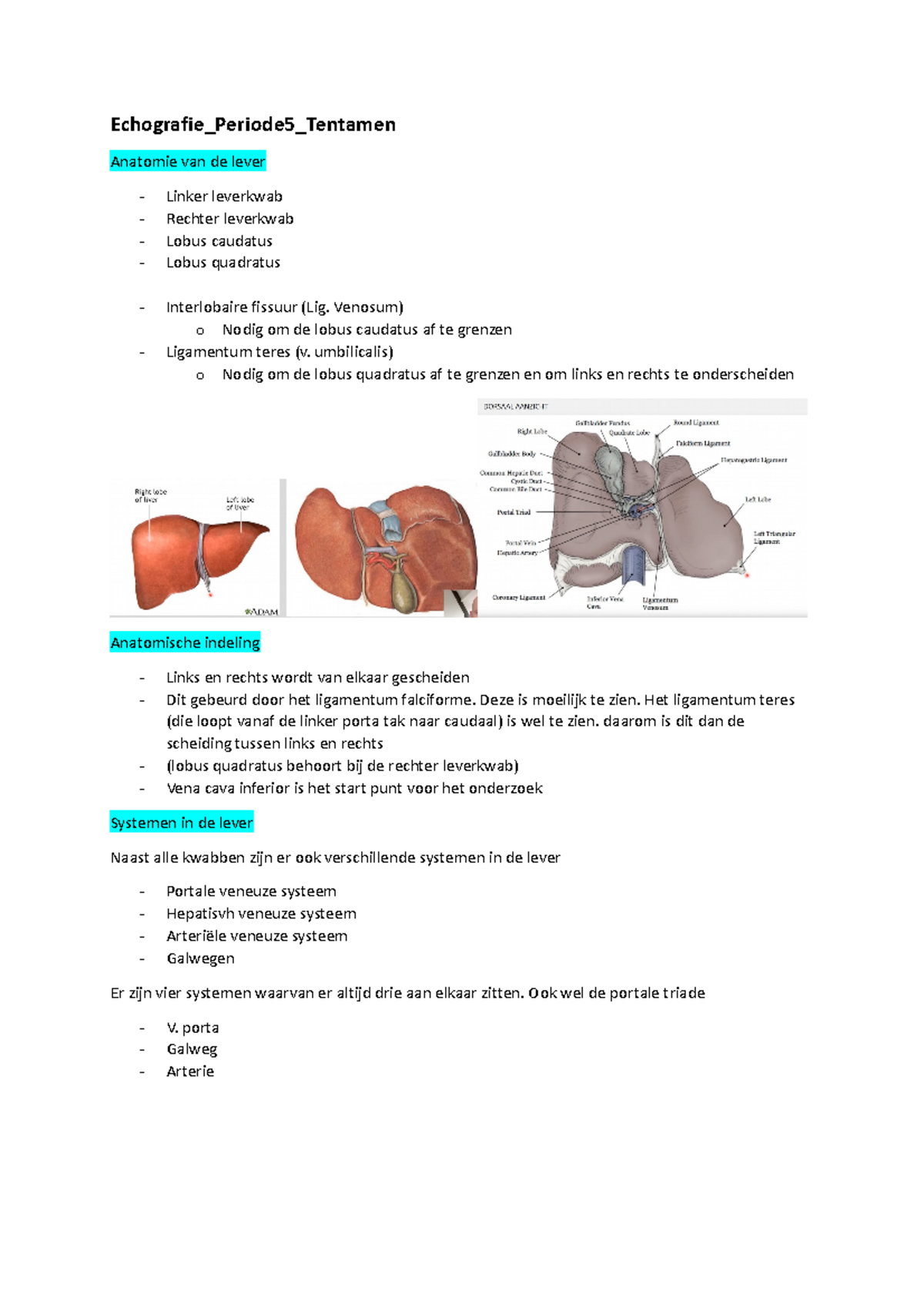 Echografie Periode 5 Tentamen - Echografie_Periode5_Tentamen Anatomie ...