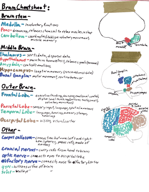 Parts of the Brain Notes - PSYC 101L - Studocu