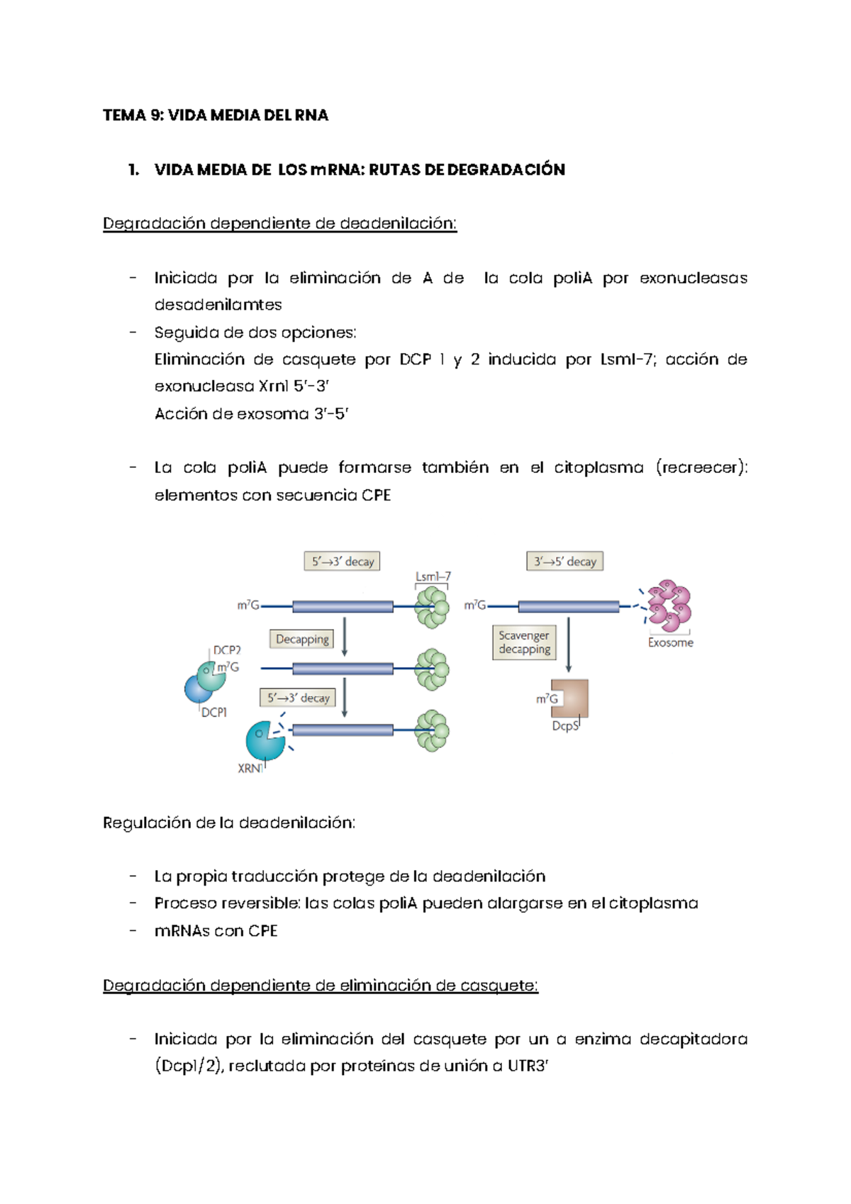 TEMA 9 VIDA Media DEL RNA - TEMA 9: VIDA MEDIA DEL RNA VIDA MEDIA DE ...