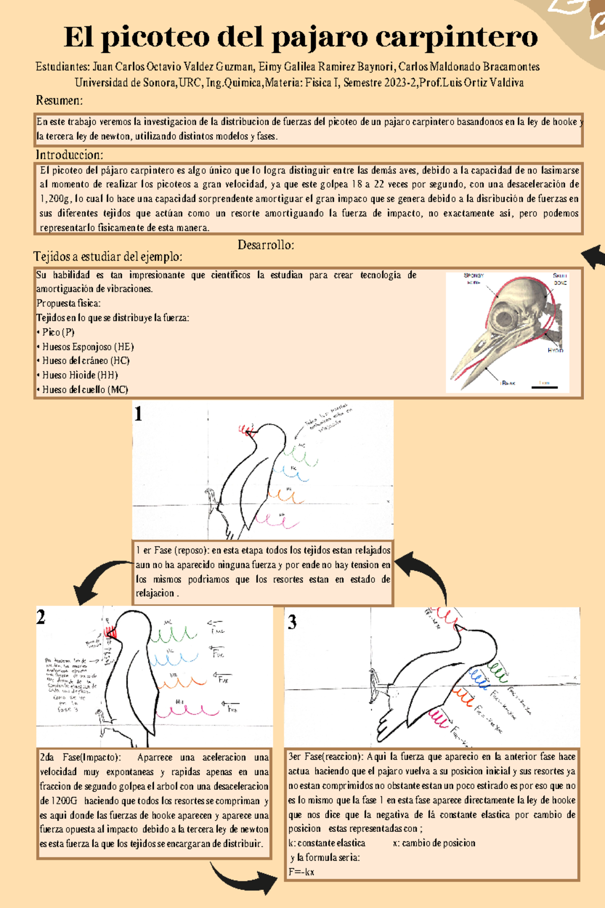 Picoteo del pajaro carpintero - Estudiantes: Juan Carlos Octavio Valdez ...