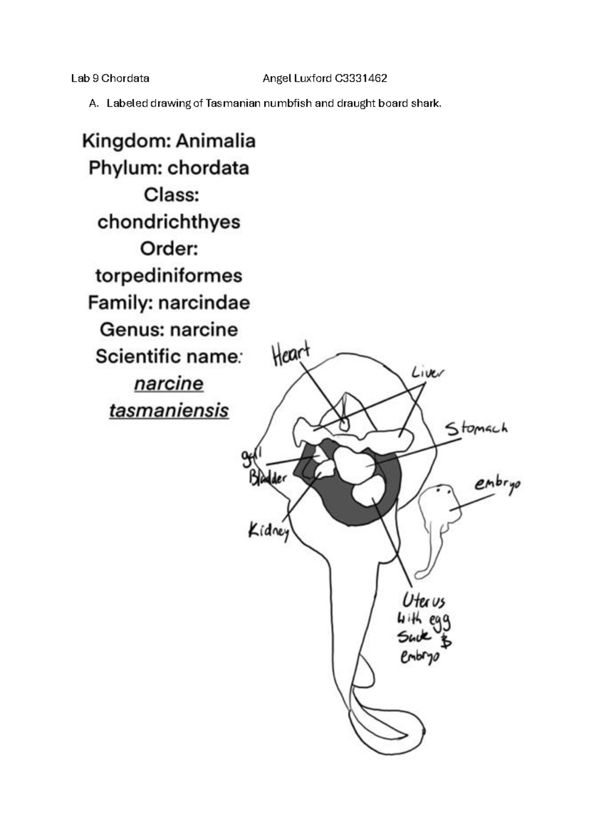 Lab 9 Chordata - numbfish drawing from lab prac - Lab 9 Chordata Angel ...