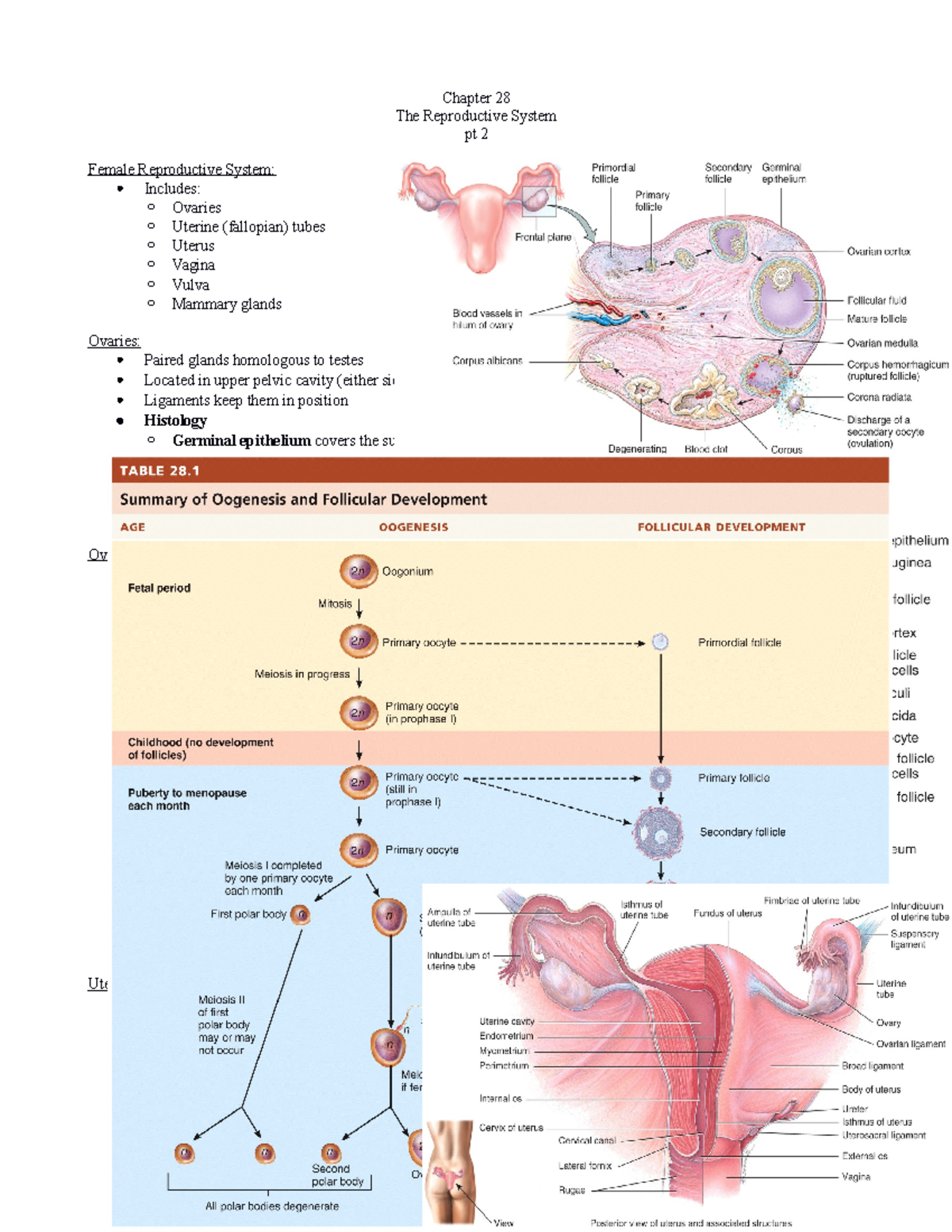 Ch 28 pt2 notes - Chapter 28 The Reproductive System pt 2 Female ...
