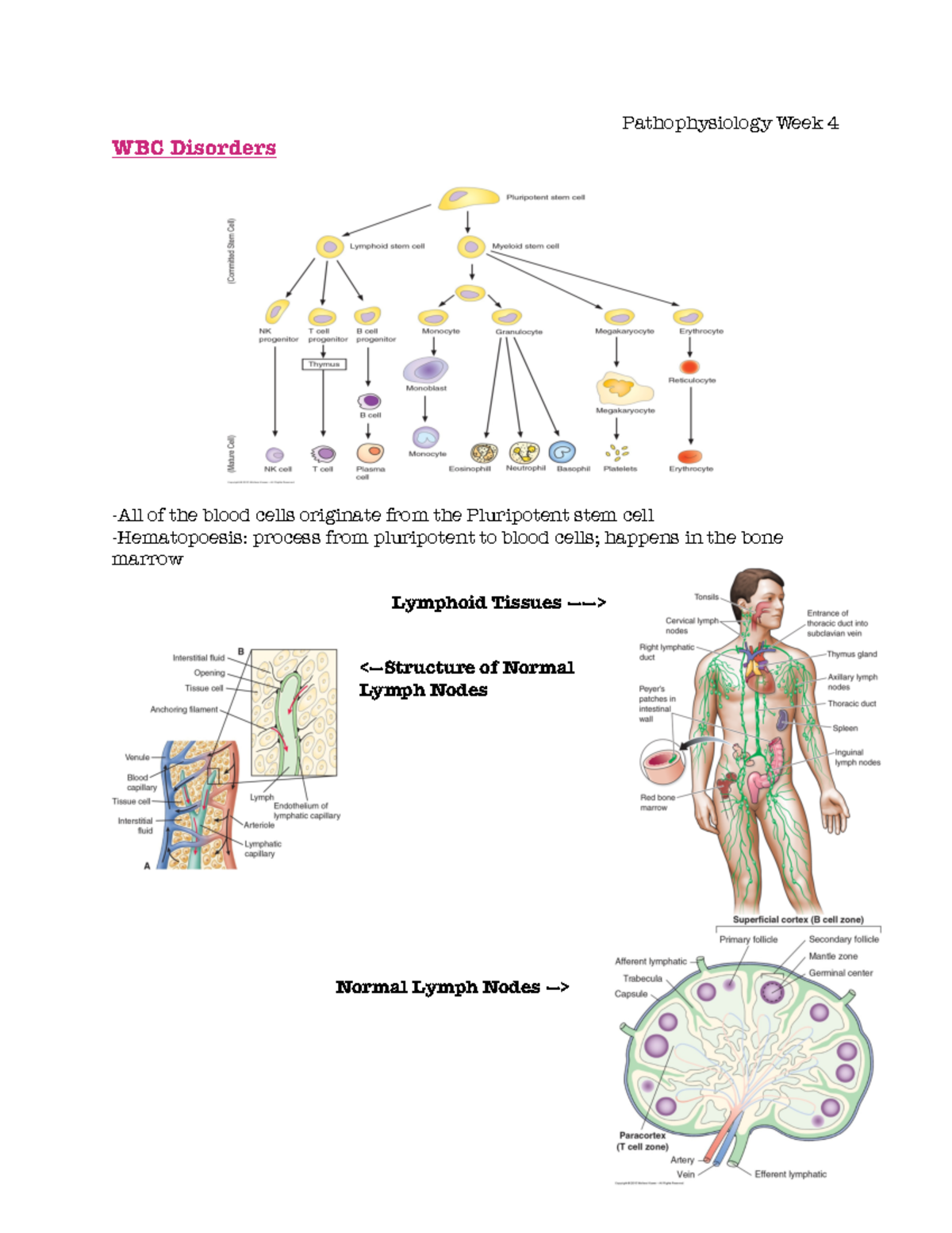 Pathophysiology Week 4 Notes - Pathophysiology Week 4 WBC Disorders ...