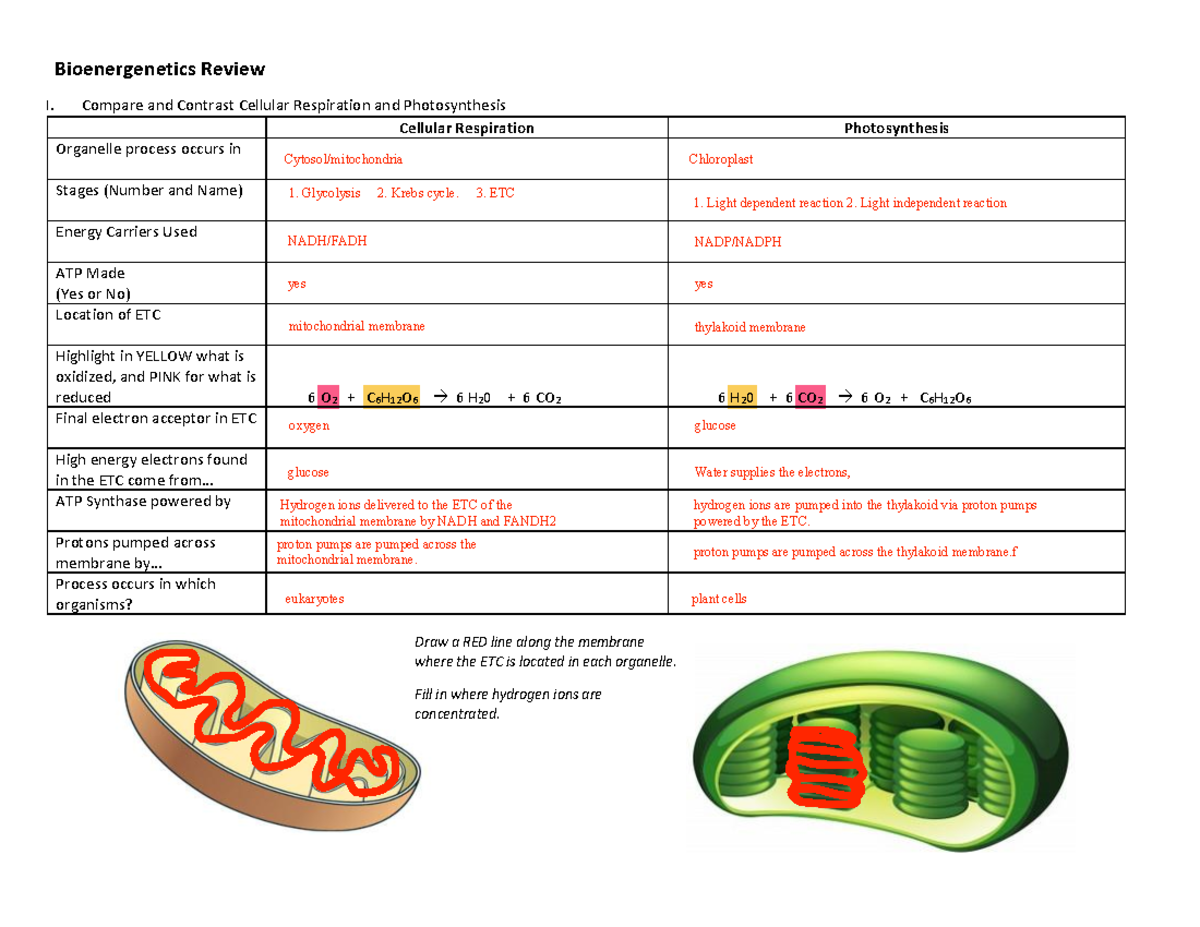 Bioenergenetics Review - Compare and Contrast Cellular Respiration and ...