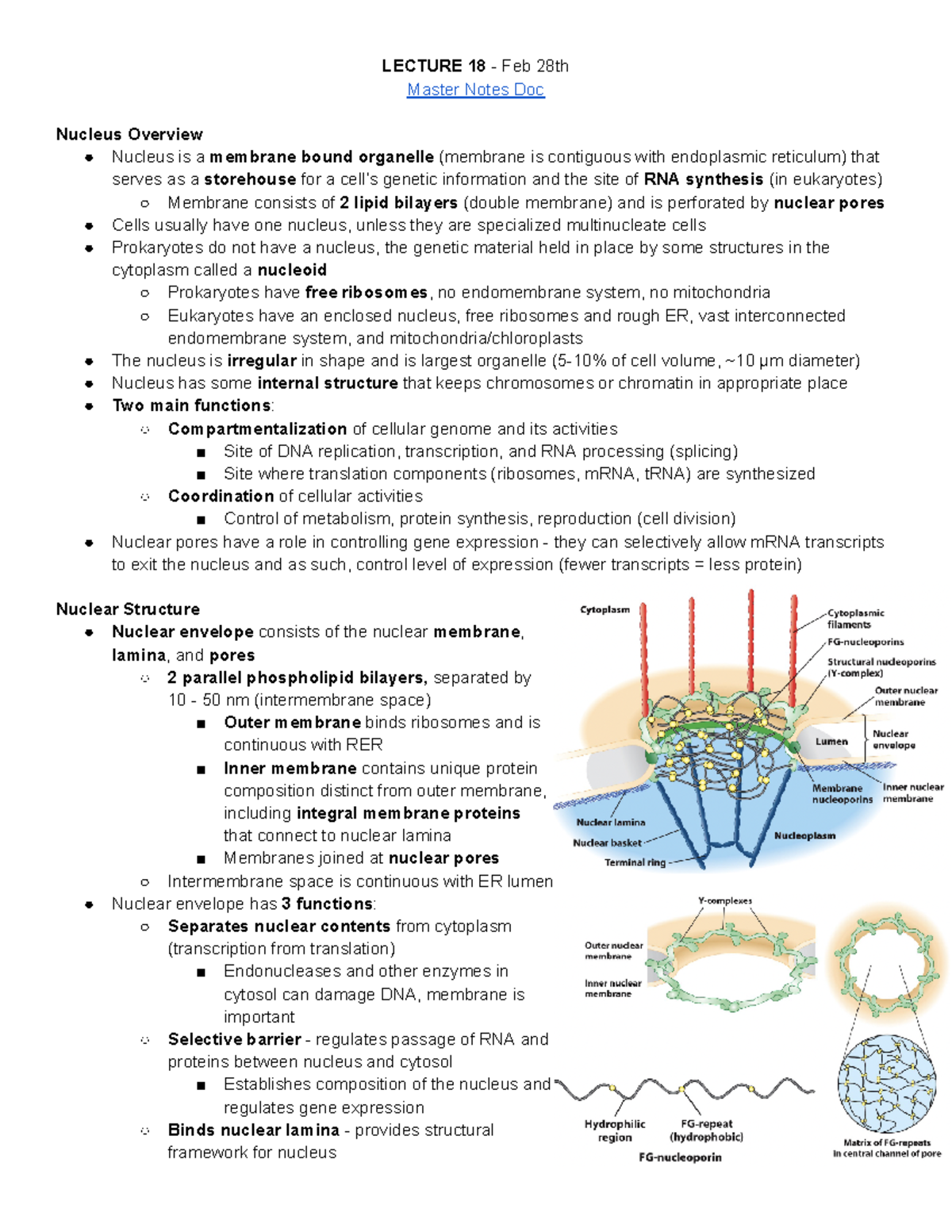 MCB WEEK 7 - Nucleus - the lecture slides for week 7 content - LECTURE ...