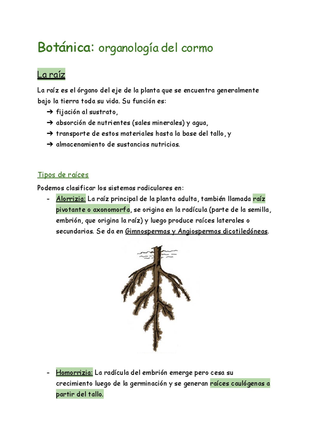 Botánica organología del cormos - Botánica: organología del cormo La ...