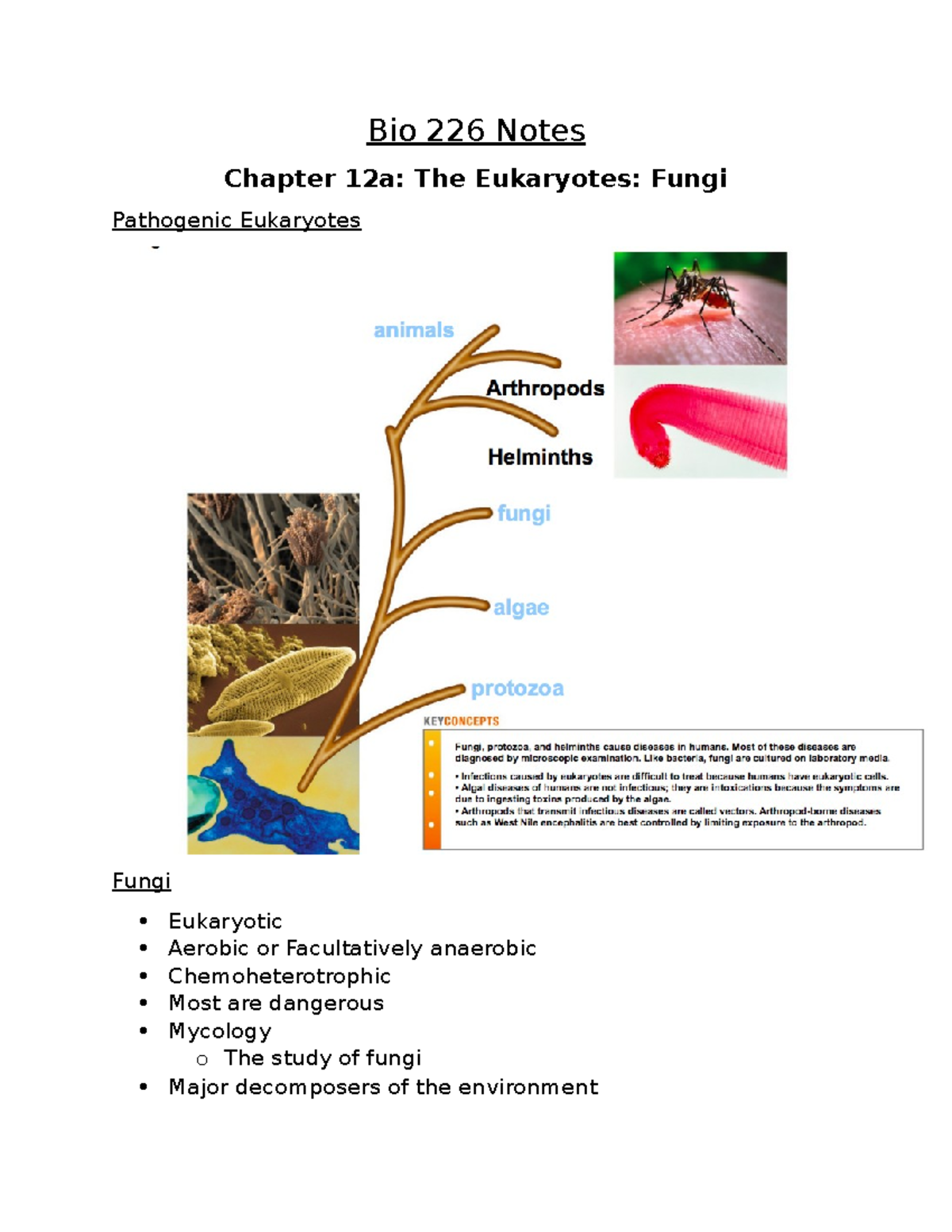 Bio 226 Notes EXAM 2 - Bio 226 Notes Chapter 12a: The Eukaryotes: Fungi ...