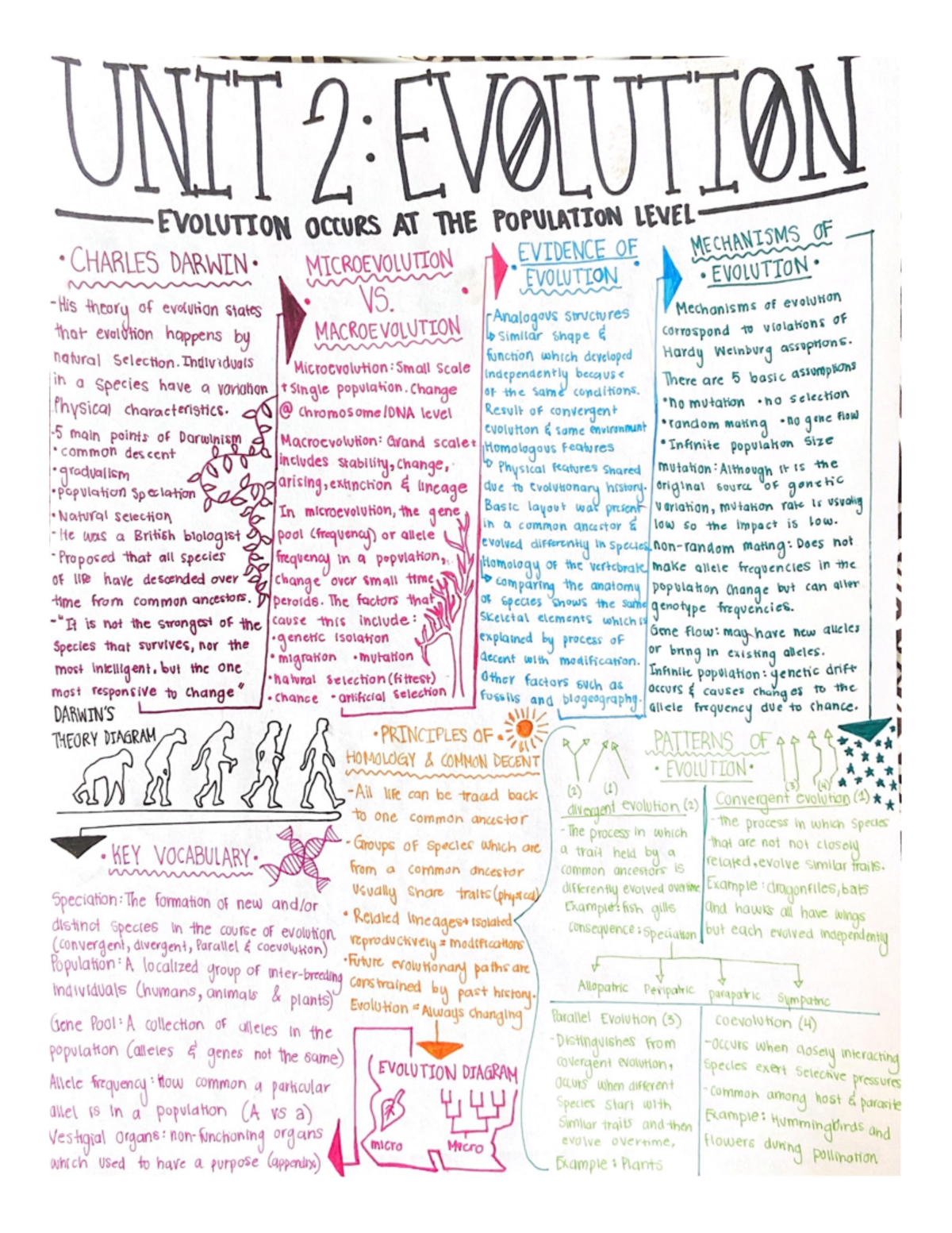 UNIT 2 Evolution flowchart - Cblg 143 - Toronto Met - Studocu