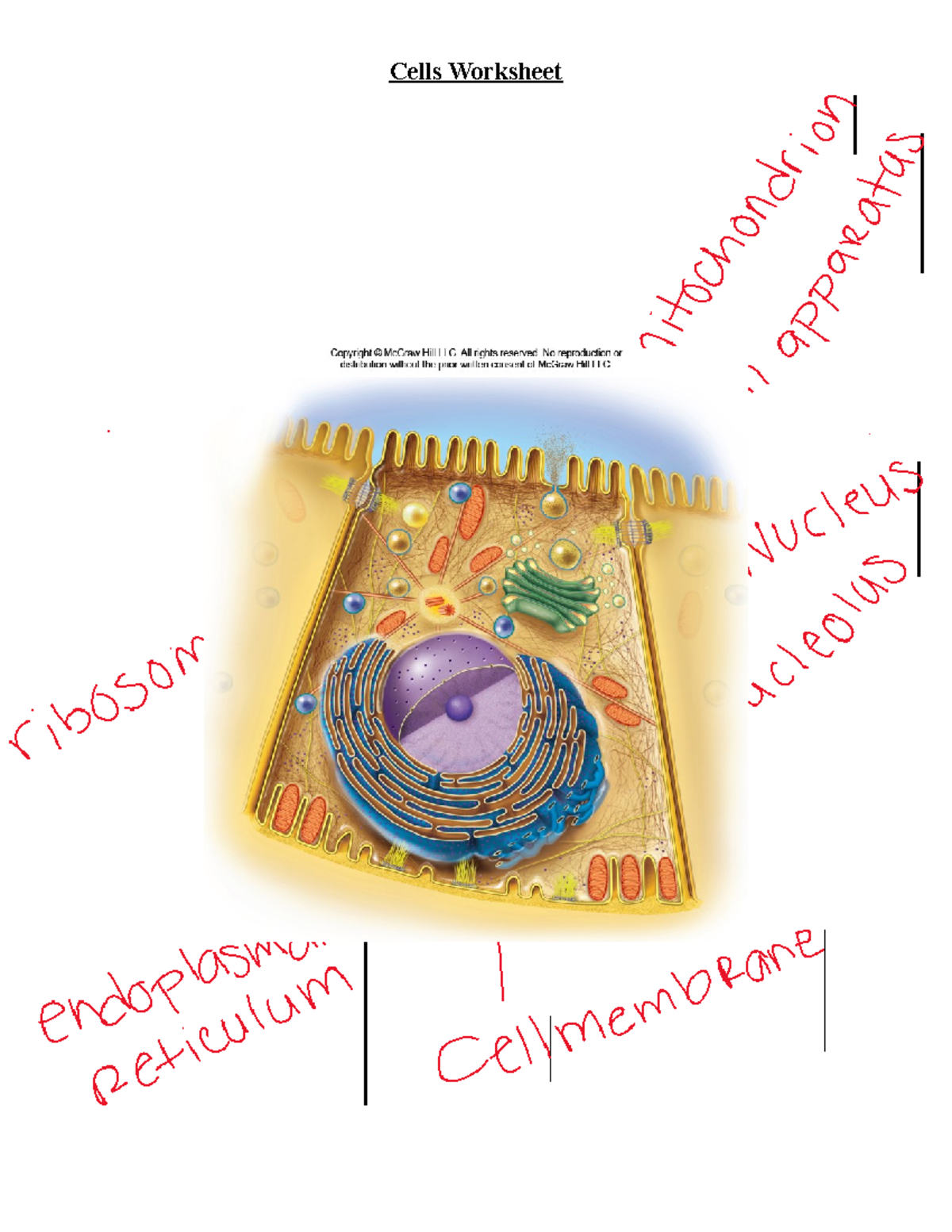 BIOS251 Week 3 Cells Worksheet-1 - Label the following organelles on ...