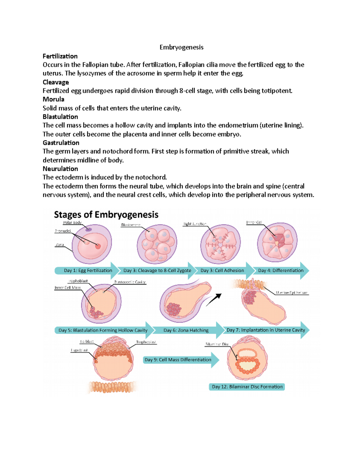 Embryogenesis - Embryogenesis Fertilization Occurs in the Fallopian ...