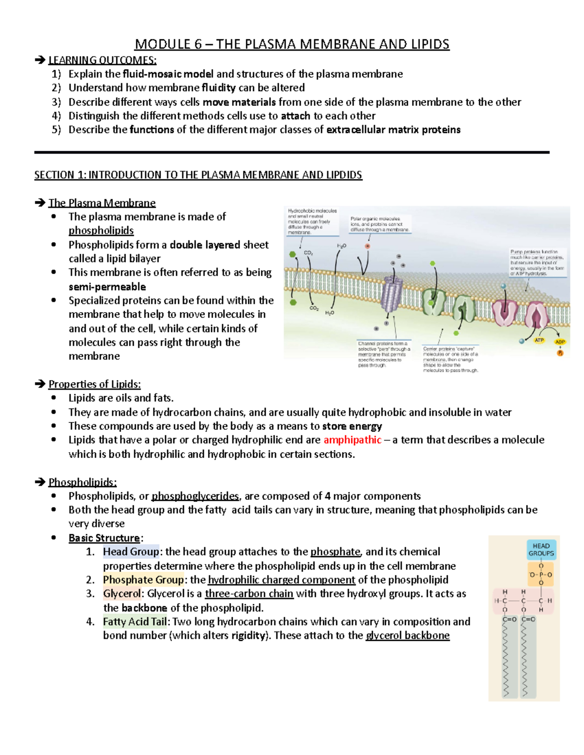 Module 6 - PHGY - notes - MODULE 6 – THE PLASMA MEMBRANE AND LIPIDS ...