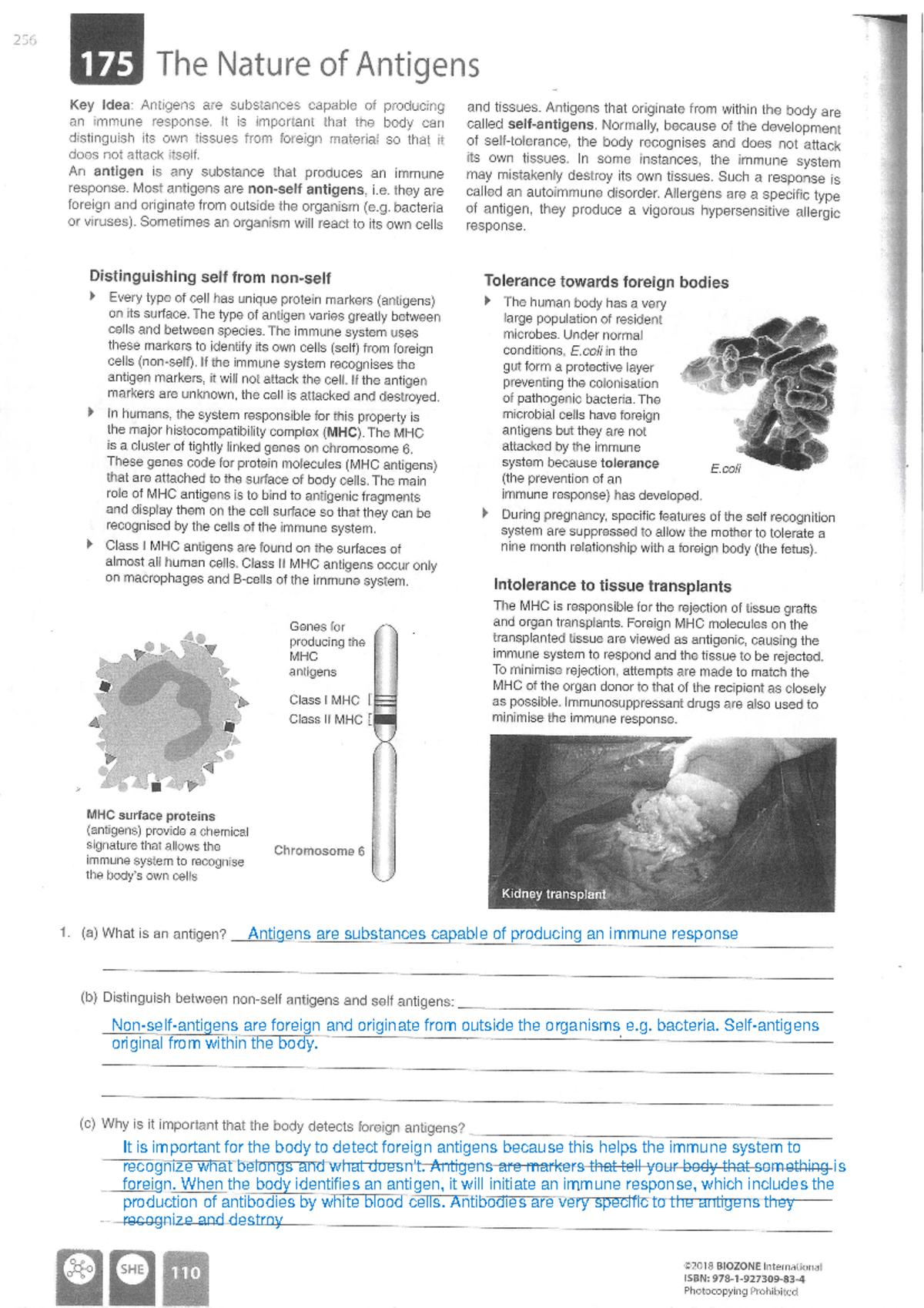 15.1 antigens - bz - worksheet - Studocu