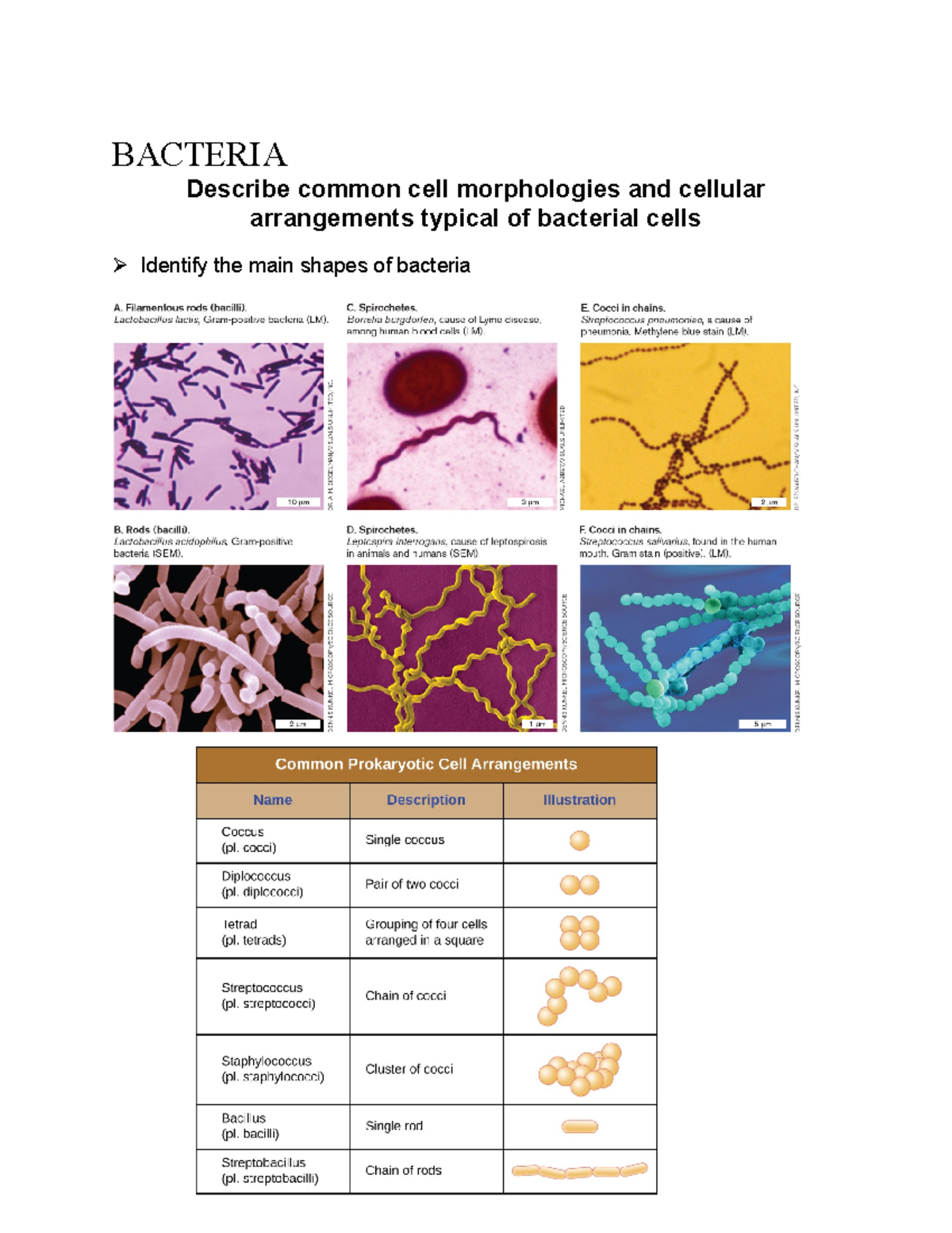 Bacteria Learning Outcomes - BACTERIA Describe common cell morphologies ...